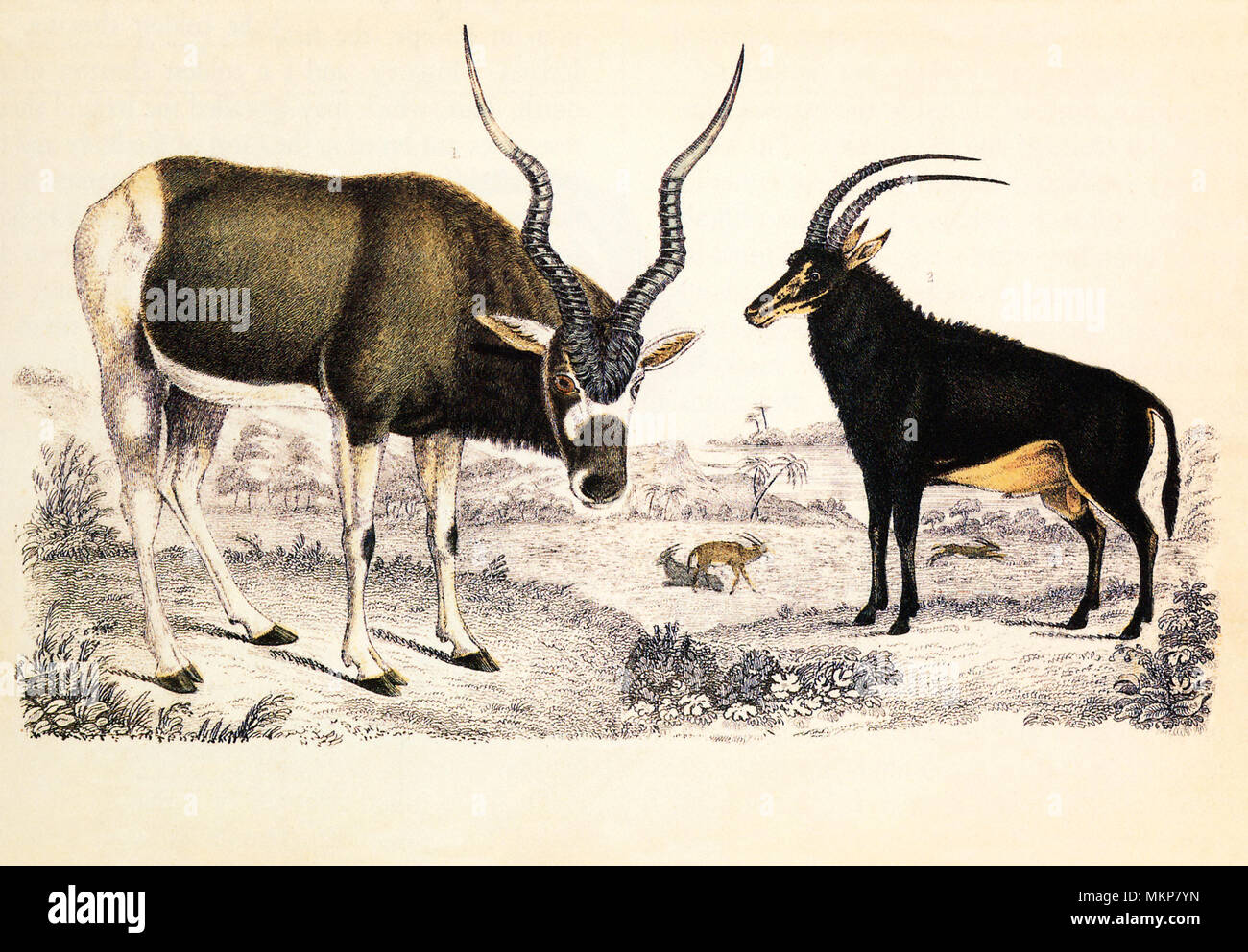Illustration der antilopen -Fotos und -Bildmaterial in hoher Auflösung ...
