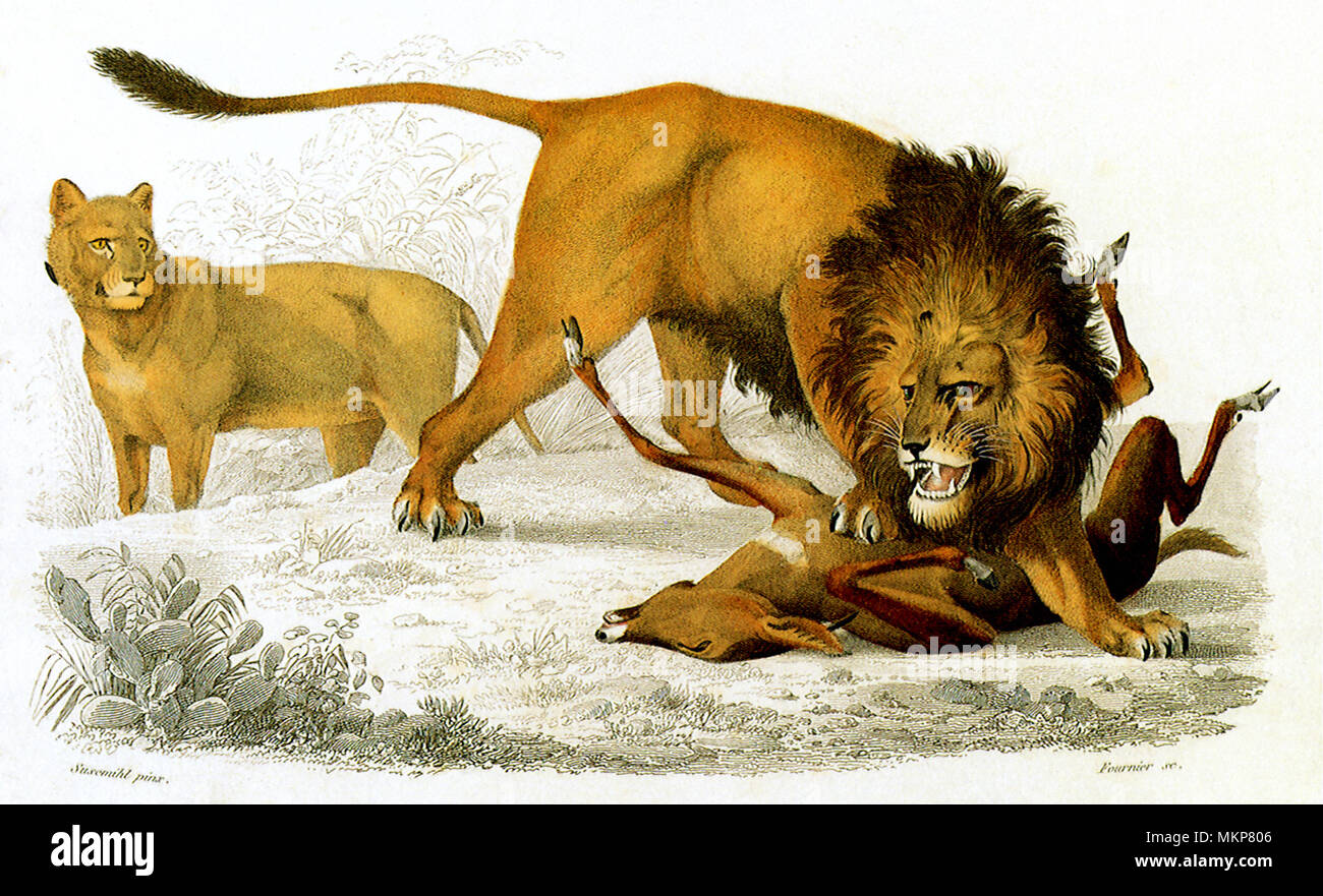 Felis Leo Stockfotos und -bilder Kaufen - Alamy