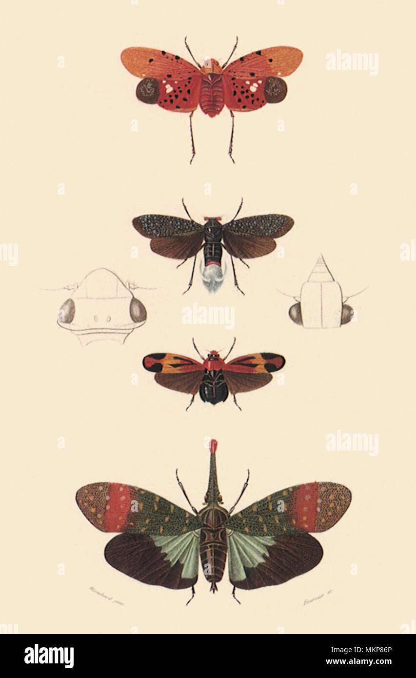Insekten insekta insekten -Fotos und -Bildmaterial in hoher Auflösung ...