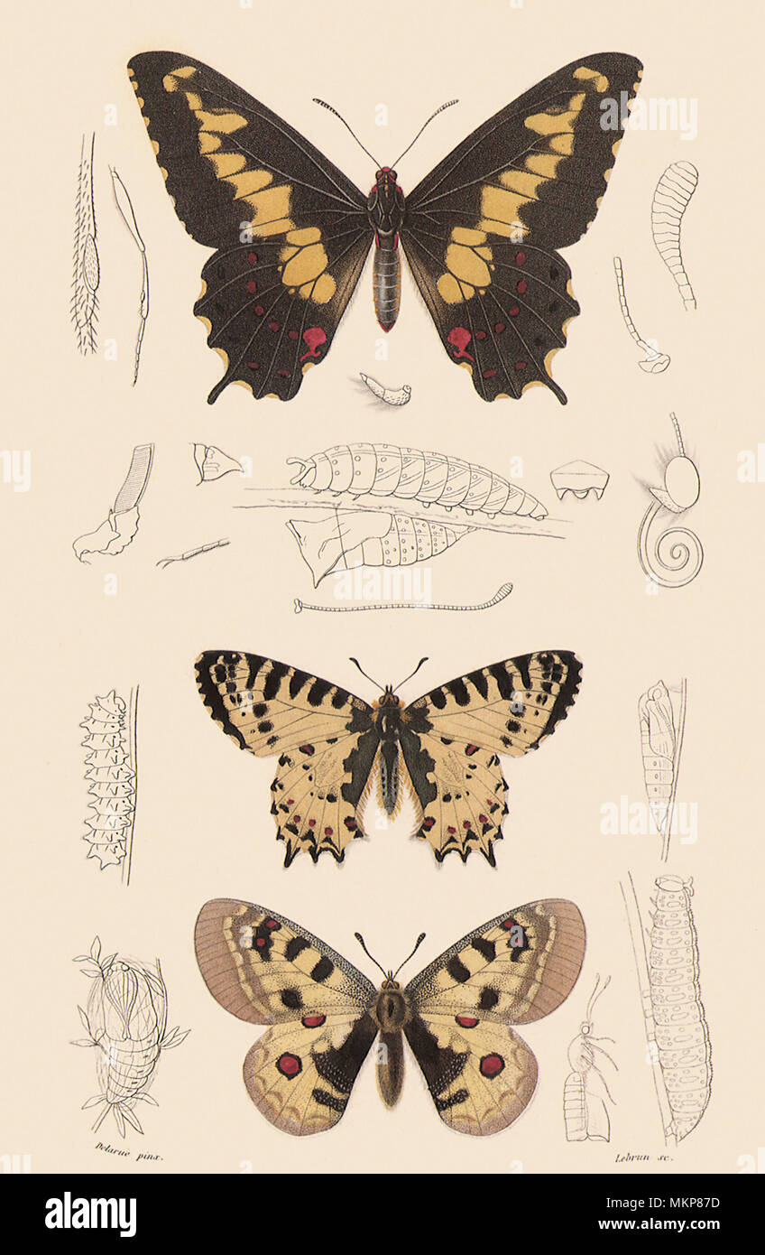 Motten und schmetterlinge -Fotos und -Bildmaterial in hoher Auflösung ...