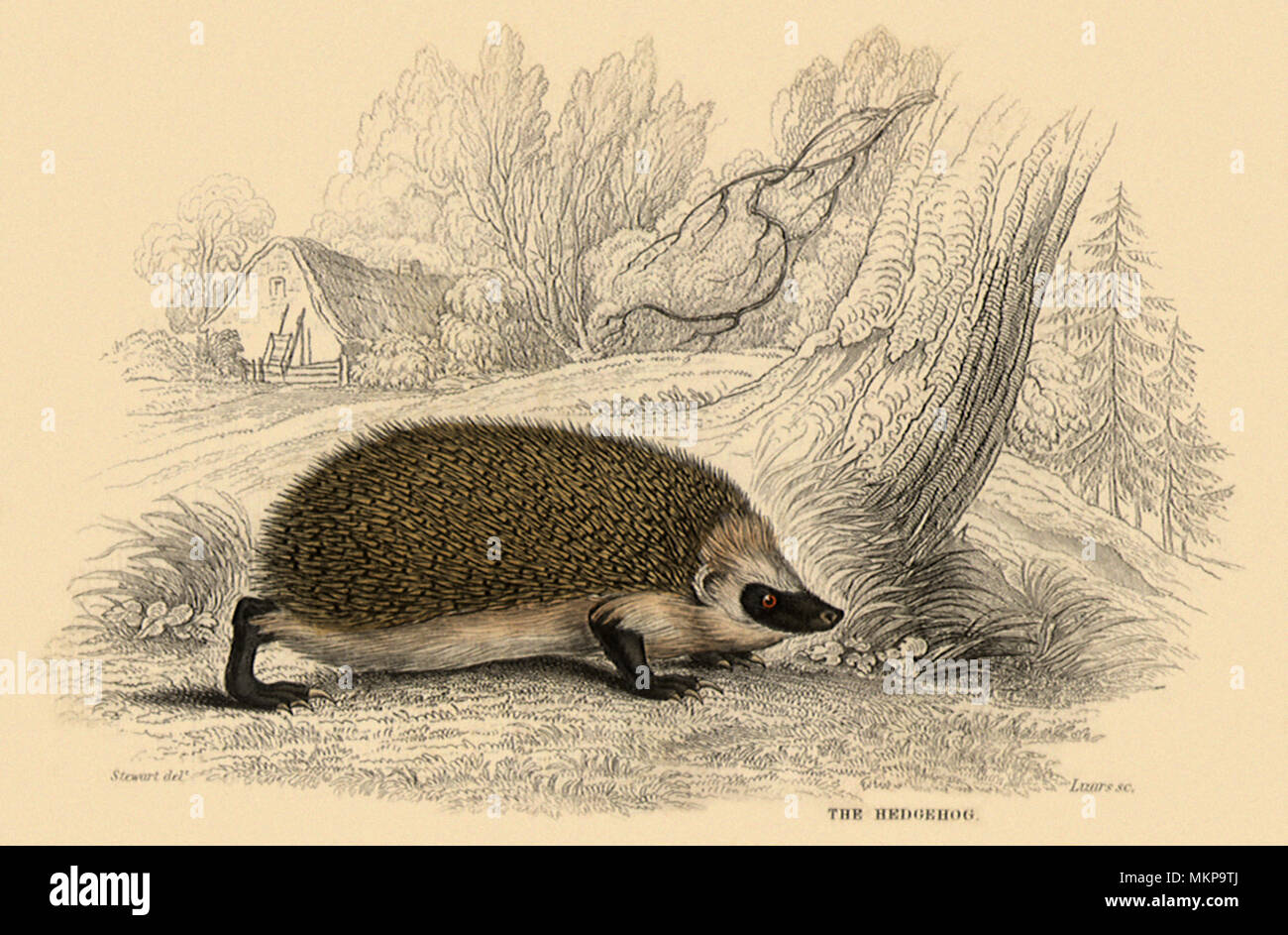 Igel illustration -Fotos und -Bildmaterial in hoher Auflösung – Alamy