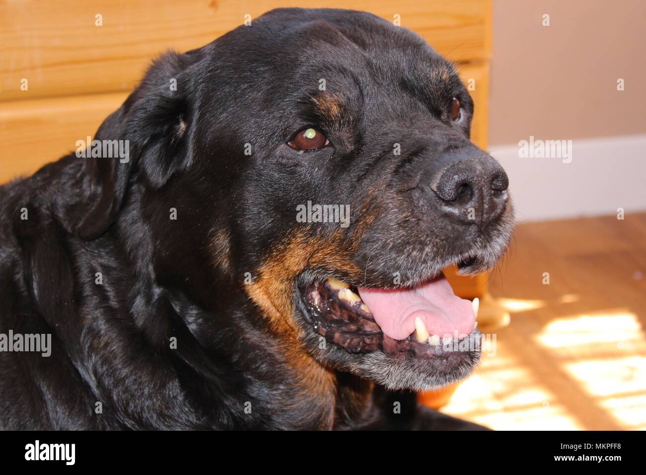 Pedigree Rottweiler Stockfotos und -bilder Kaufen - Alamy
