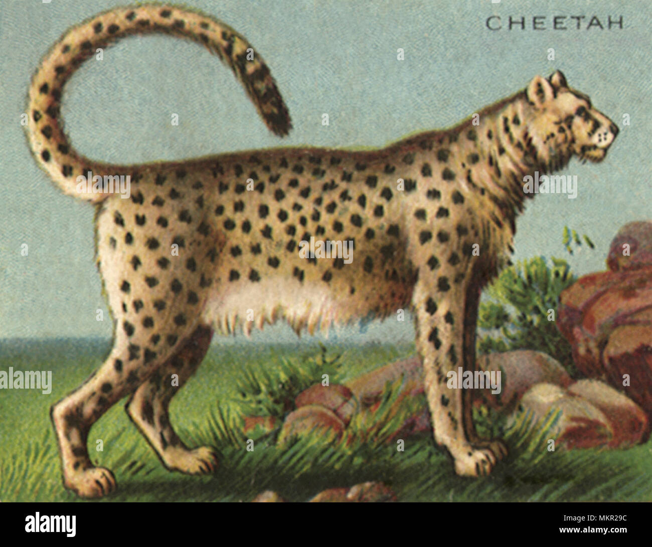 Illustrationen gepard Stockfotos und -bilder Kaufen - Alamy