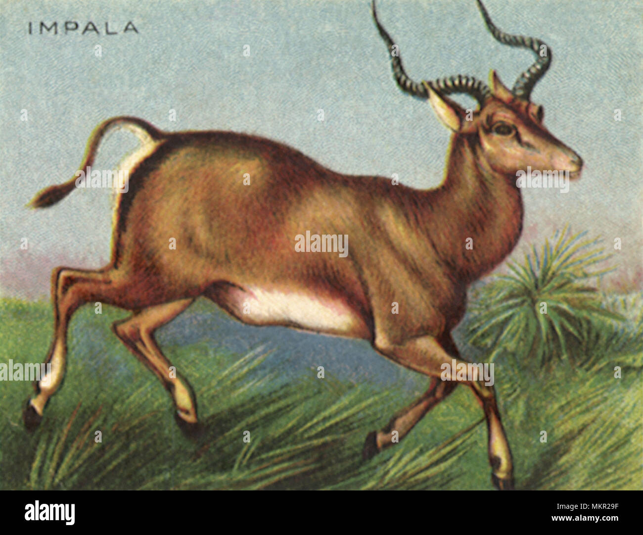 Vintage impala -Fotos und -Bildmaterial in hoher Auflösung – Alamy