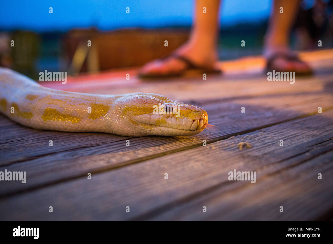Große gelbe Tigerpython kriecht auf dem Boden in der Nacht Stockfotografie - Alamy