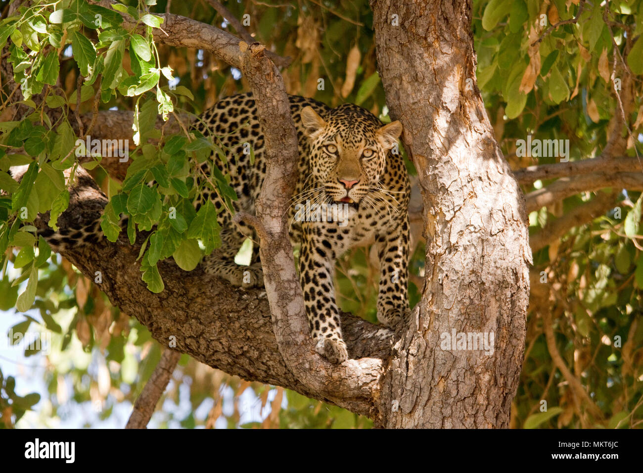 Wild Leopard in einem Baum, Savute Nationalpark, Botswana, Afrika ...