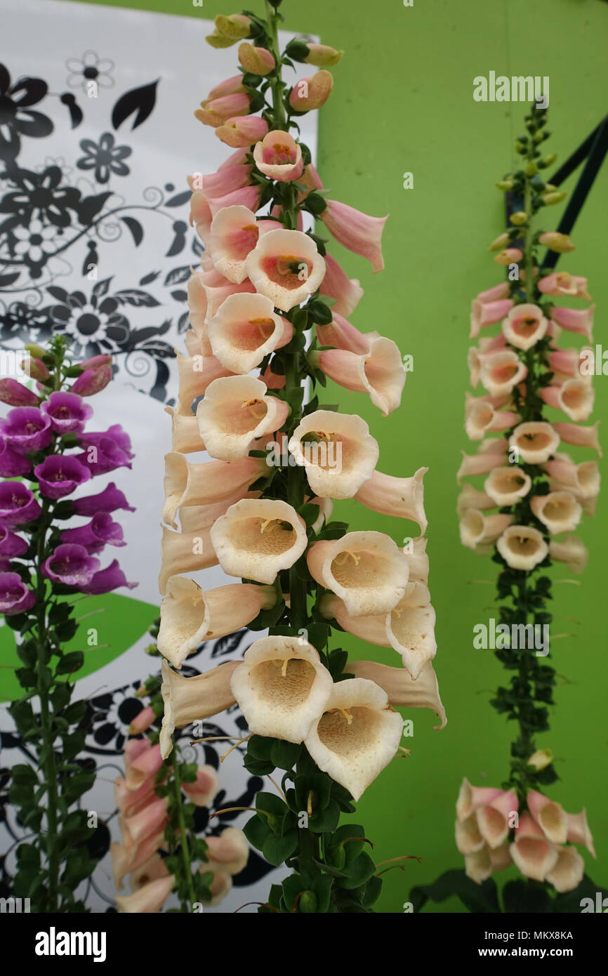 Fingerhut mit blumen -Fotos und -Bildmaterial in hoher Auflösung – Alamy