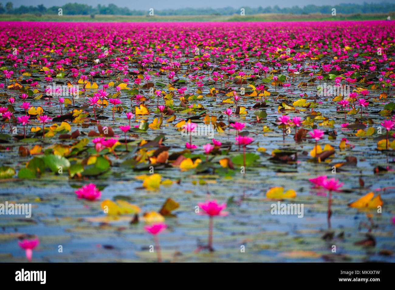 Udon thani lotus see -Fotos und -Bildmaterial in hoher Auflösung – Alamy
