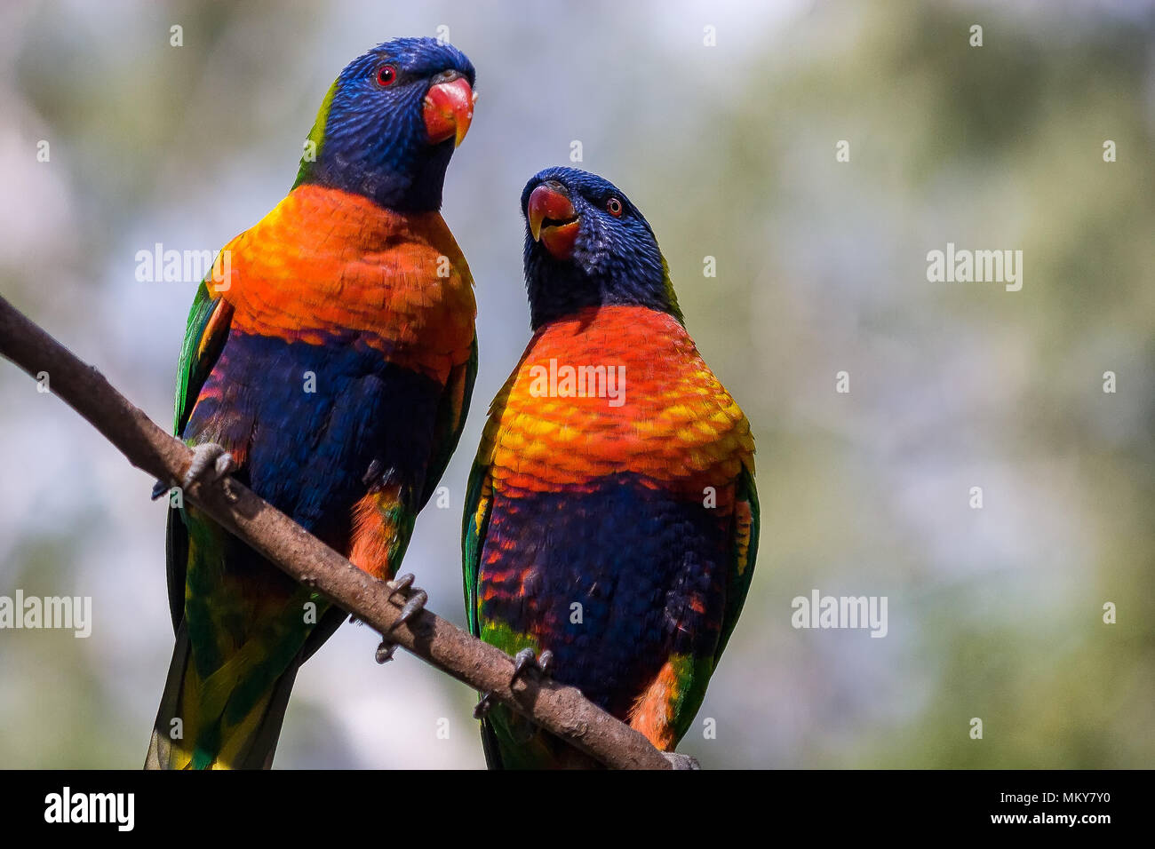 Nasser koala -Fotos und -Bildmaterial in hoher Auflösung – Alamy