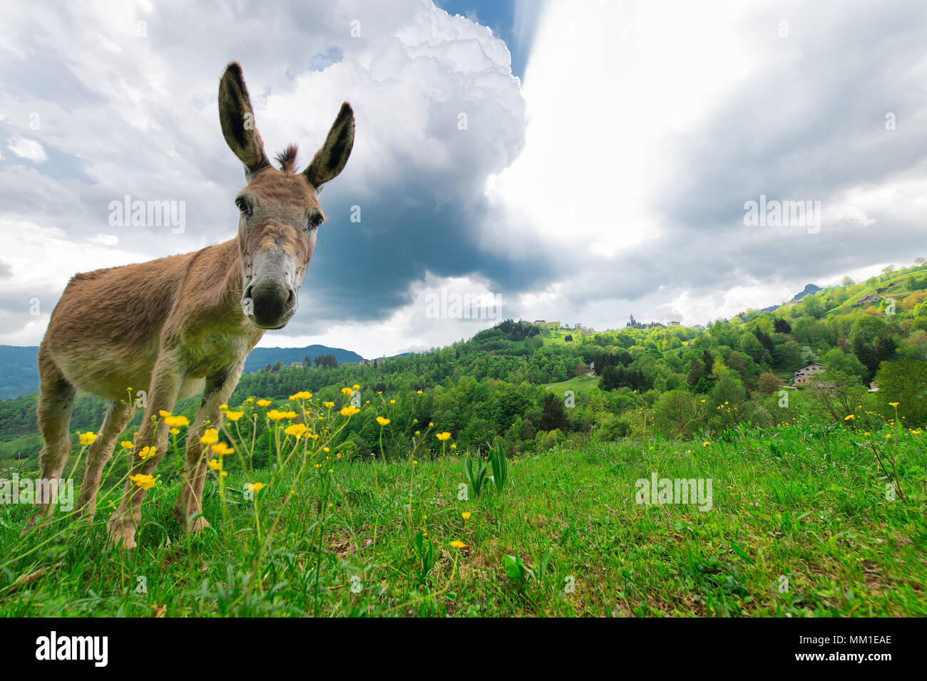 Esel in den Wiesen des Bergamo pre-Alpen Italien Stockfotografie - Alamy