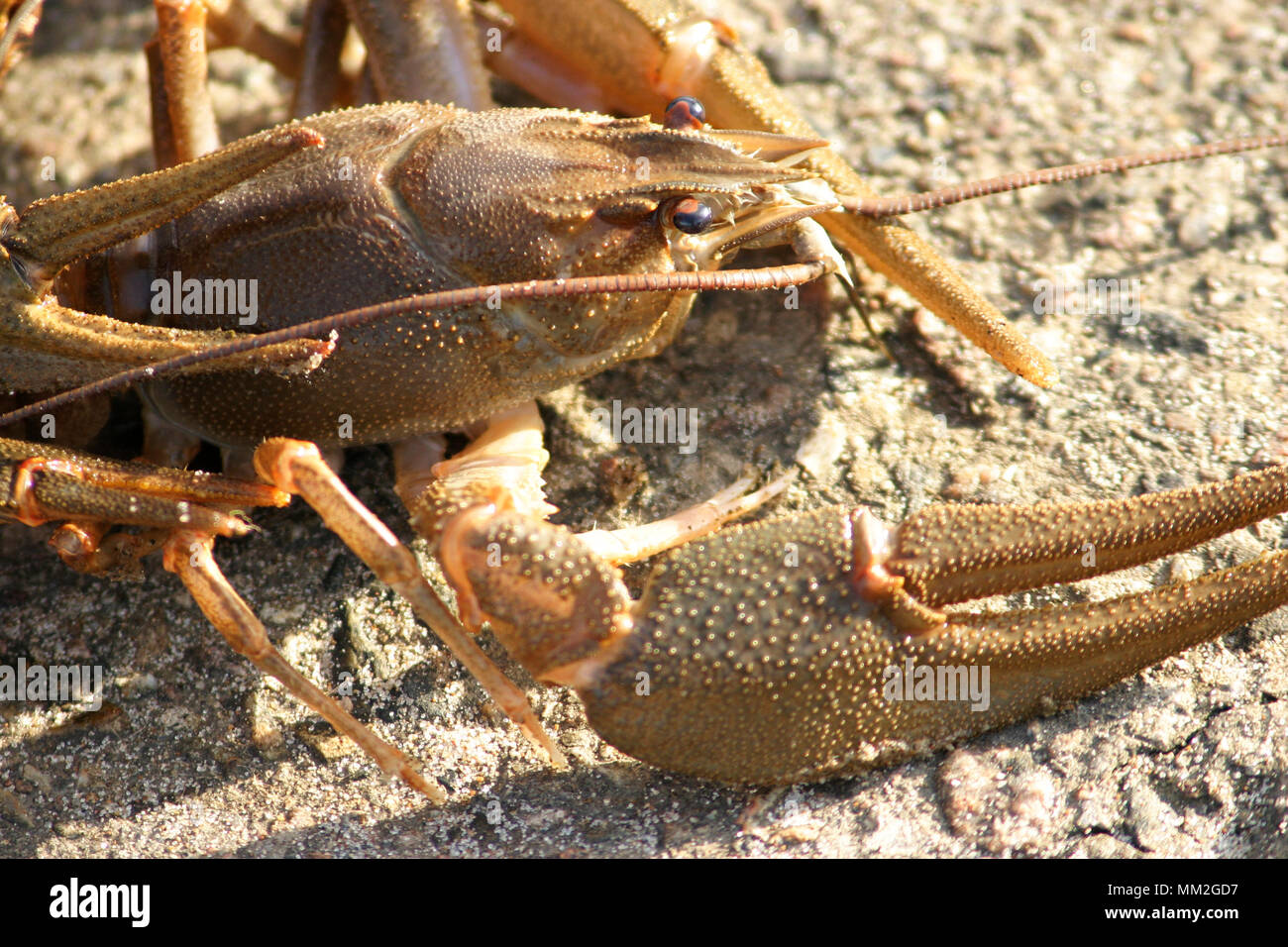 Kaspische krebse -Fotos und -Bildmaterial in hoher Auflösung – Alamy