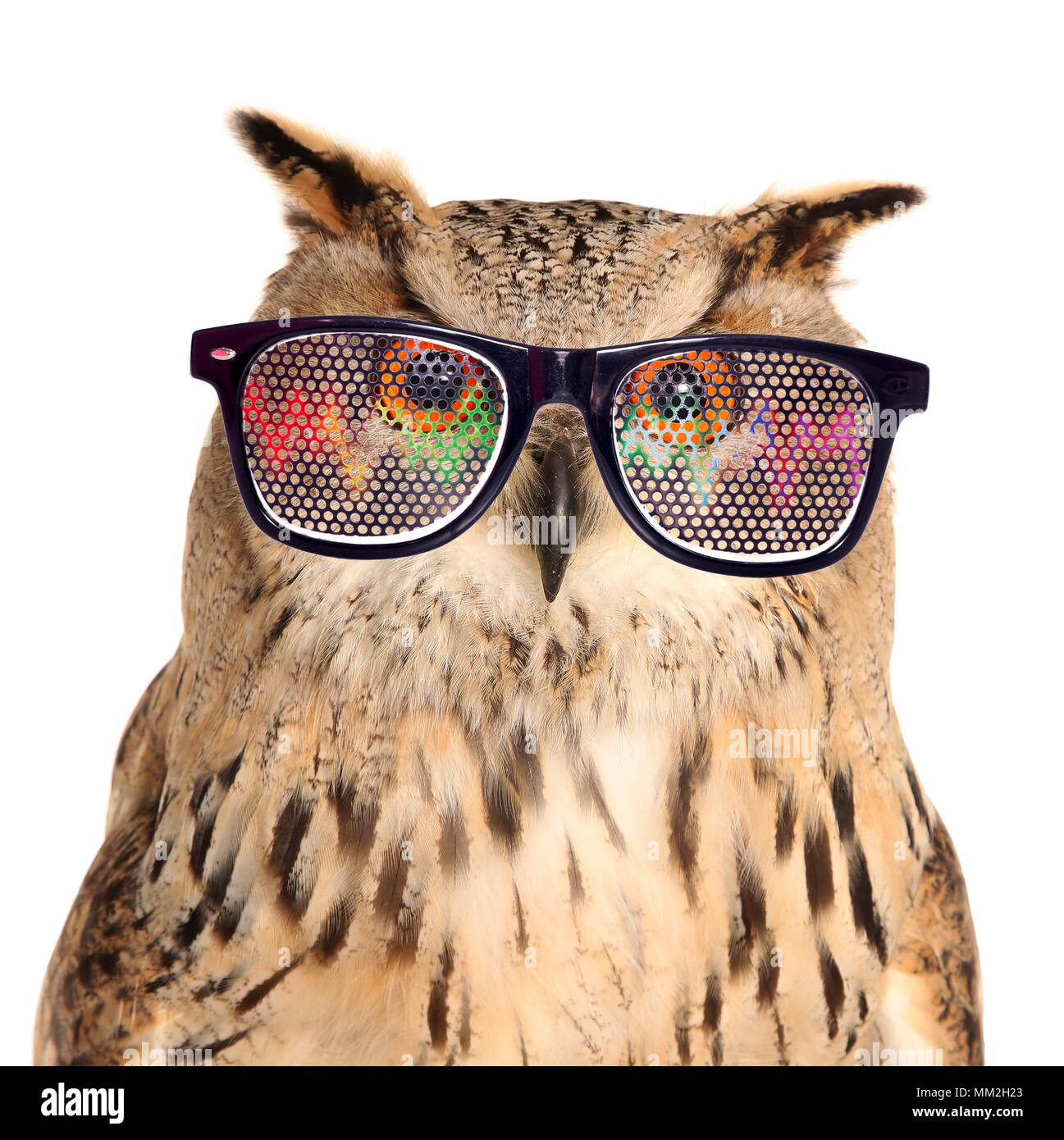 Eule brille -Fotos und -Bildmaterial in hoher Auflösung – Alamy