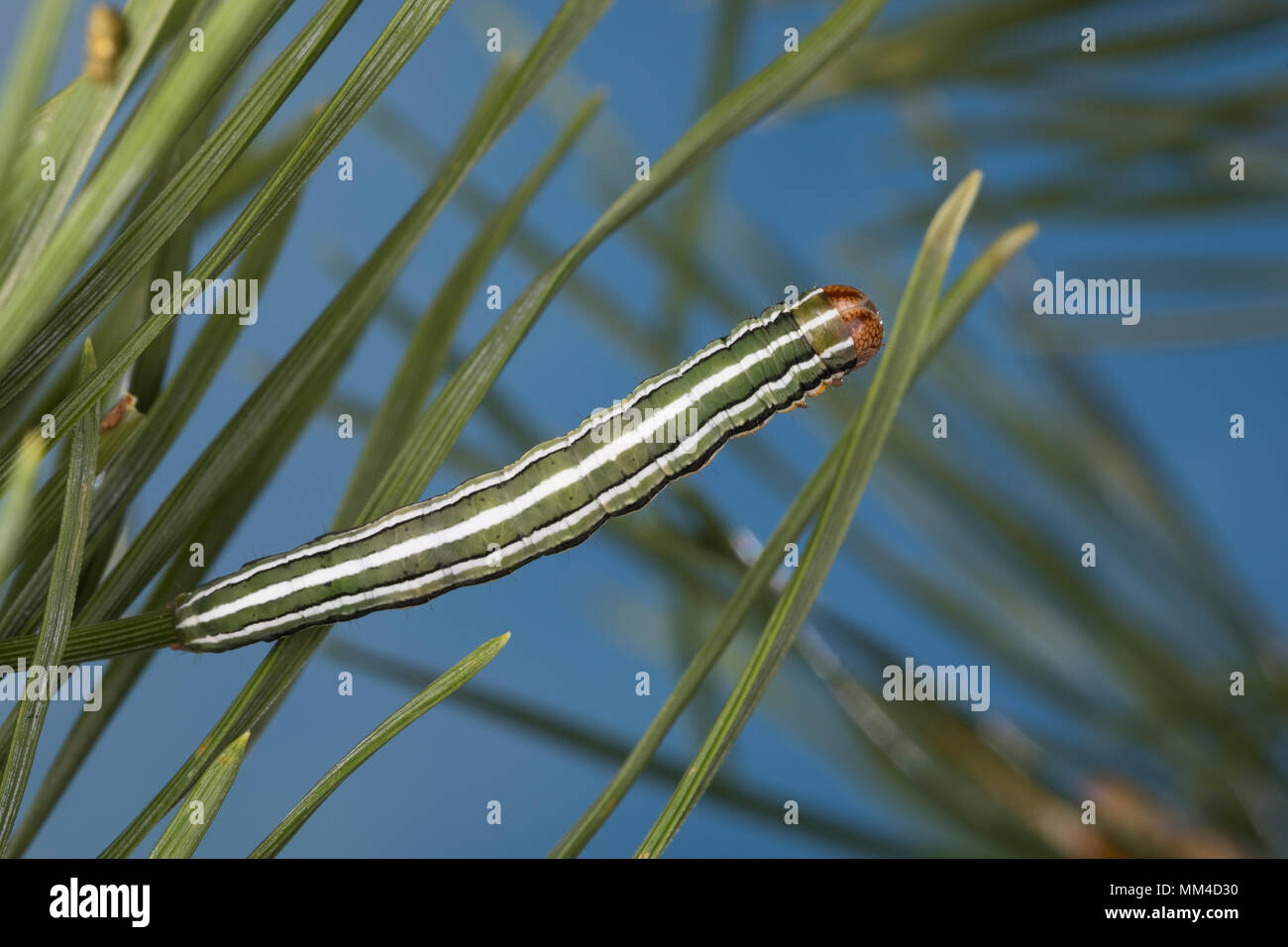 Raupe tarnung -Fotos und -Bildmaterial in hoher Auflösung – Alamy