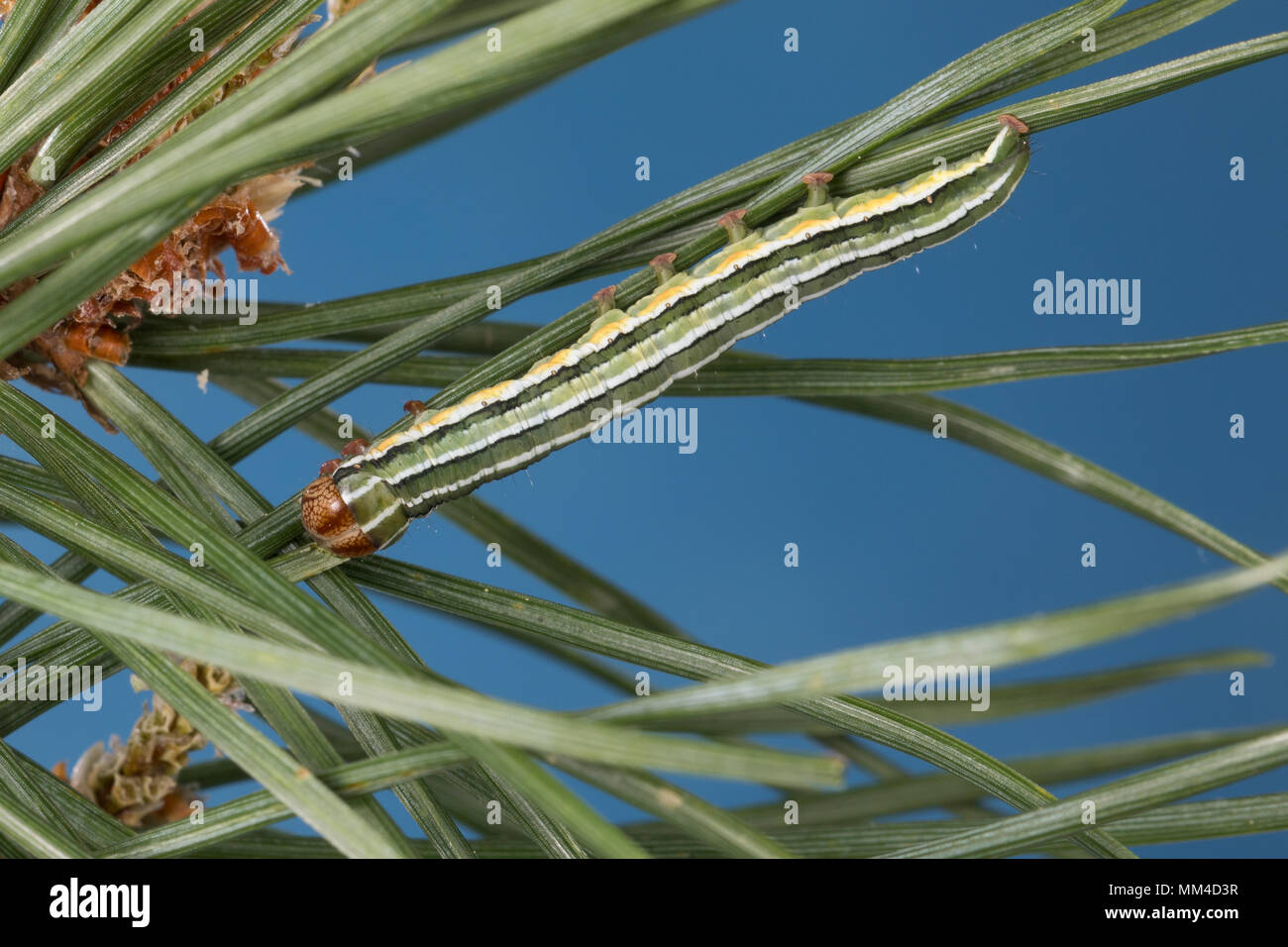 Raupe tarnung -Fotos und -Bildmaterial in hoher Auflösung – Alamy