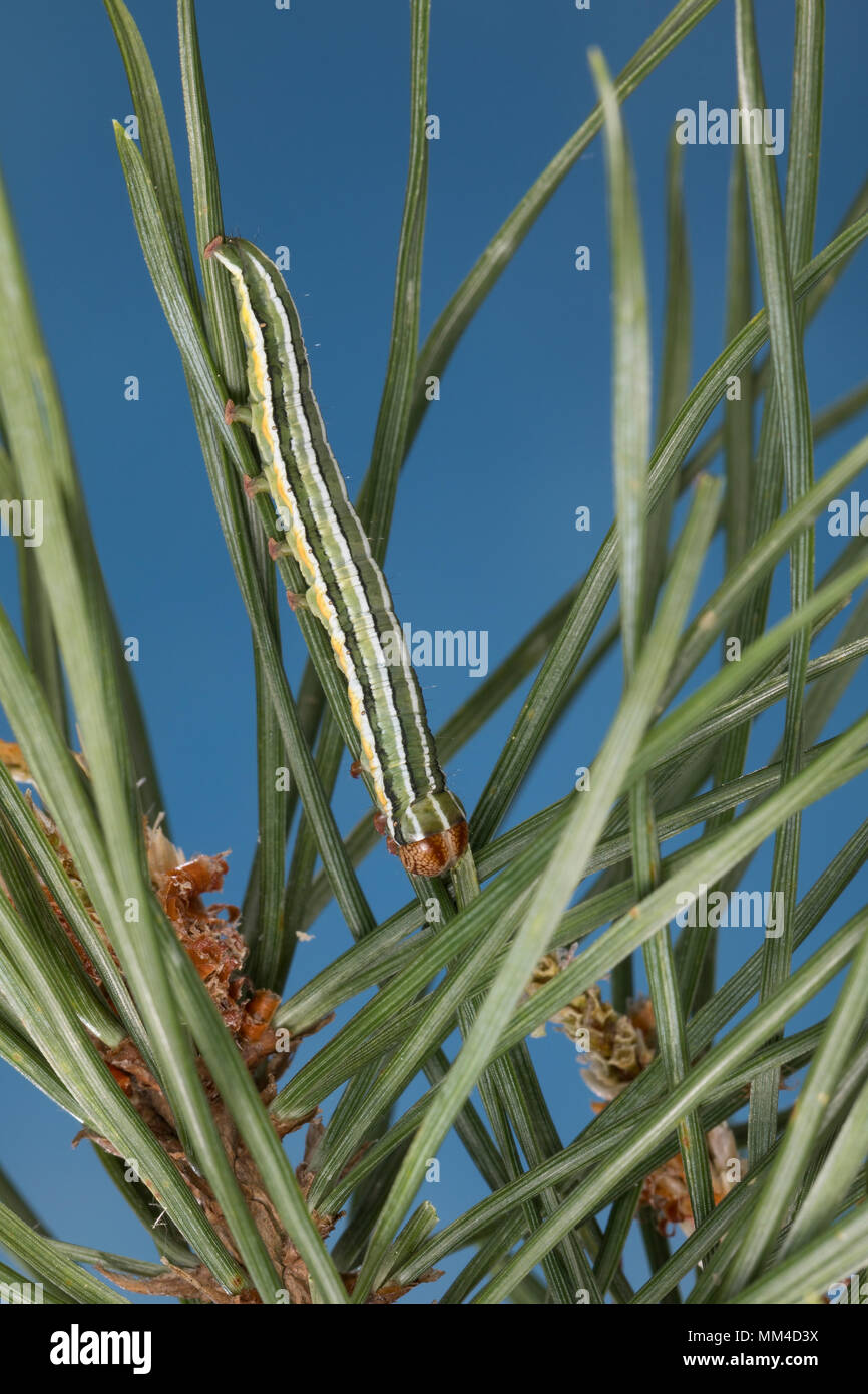 Raupe tarnung -Fotos und -Bildmaterial in hoher Auflösung – Alamy