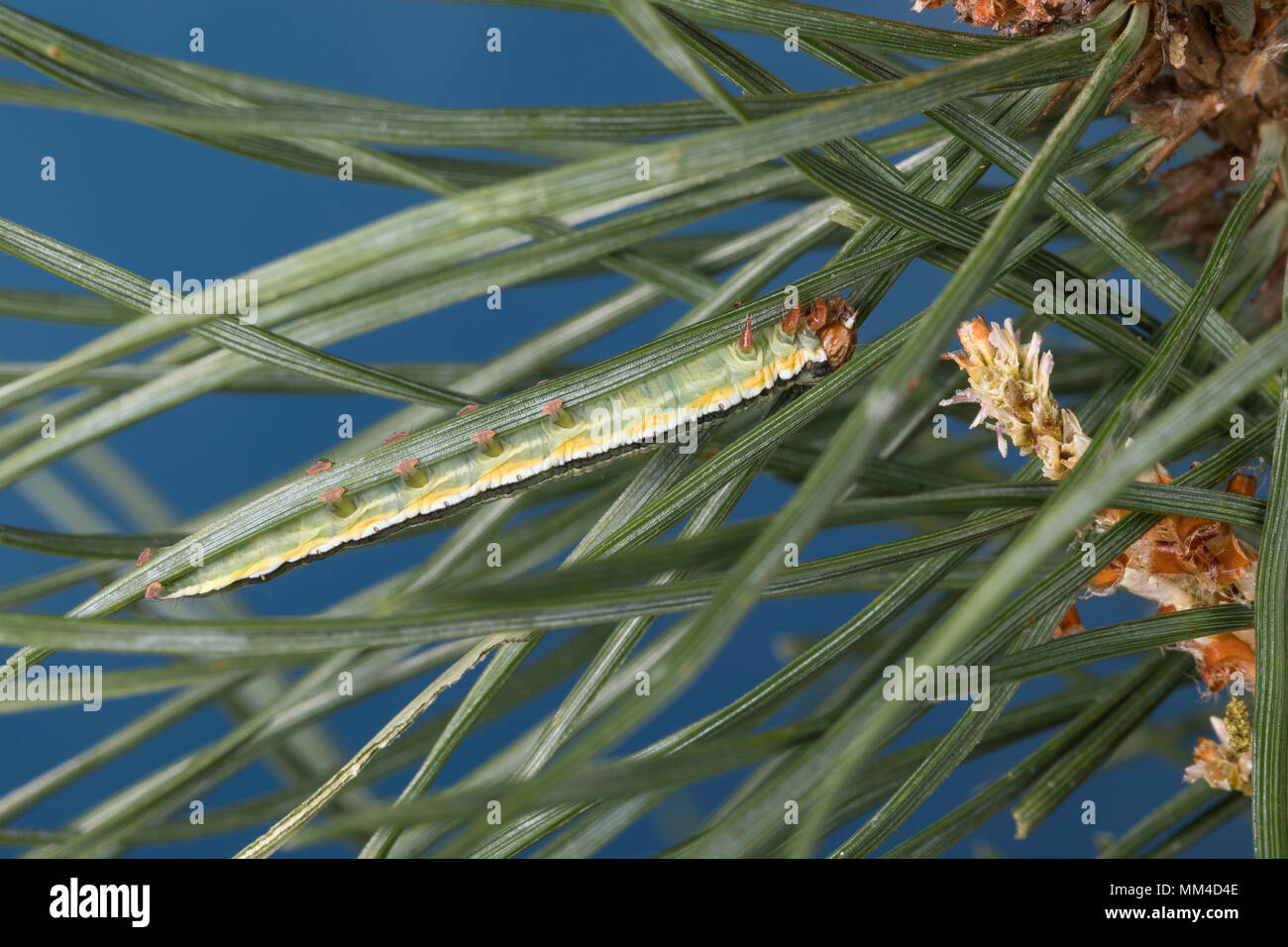 Raupe tarnung -Fotos und -Bildmaterial in hoher Auflösung – Alamy