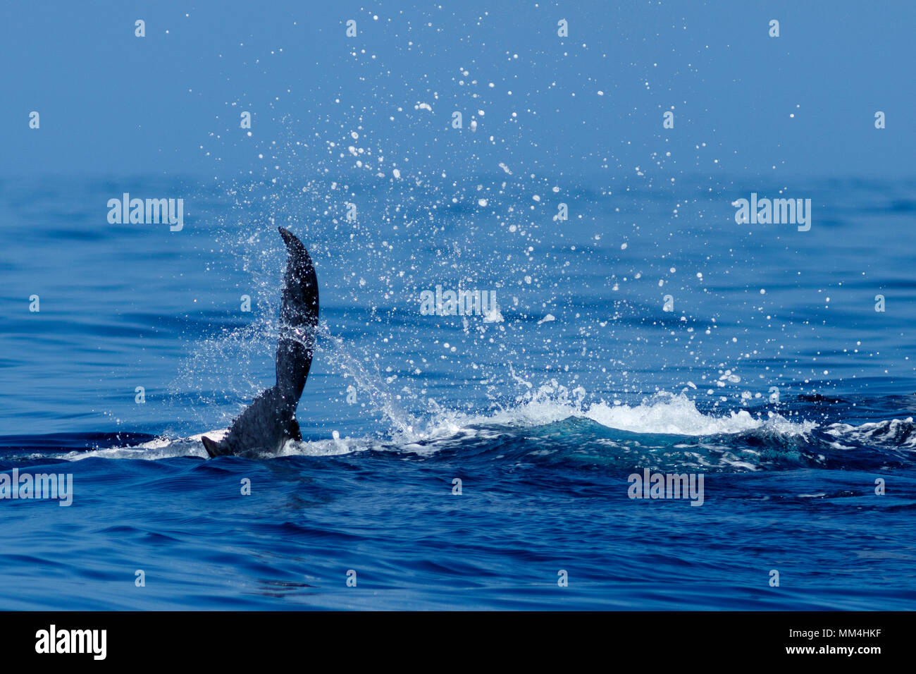 Baby Buckelwal Stockfotos und -bilder Kaufen - Alamy