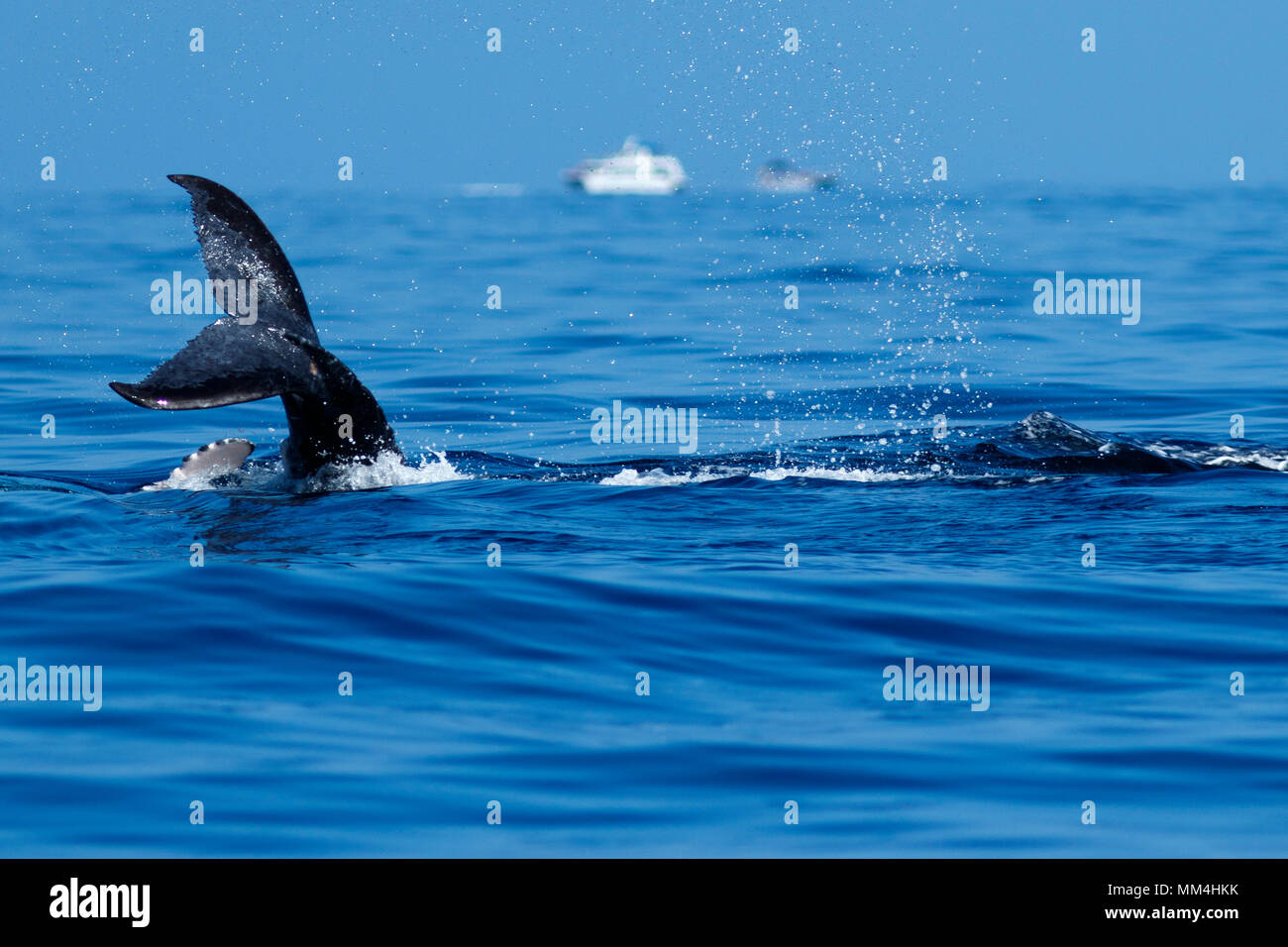 Baby Buckelwal Stockfotos und -bilder Kaufen - Alamy