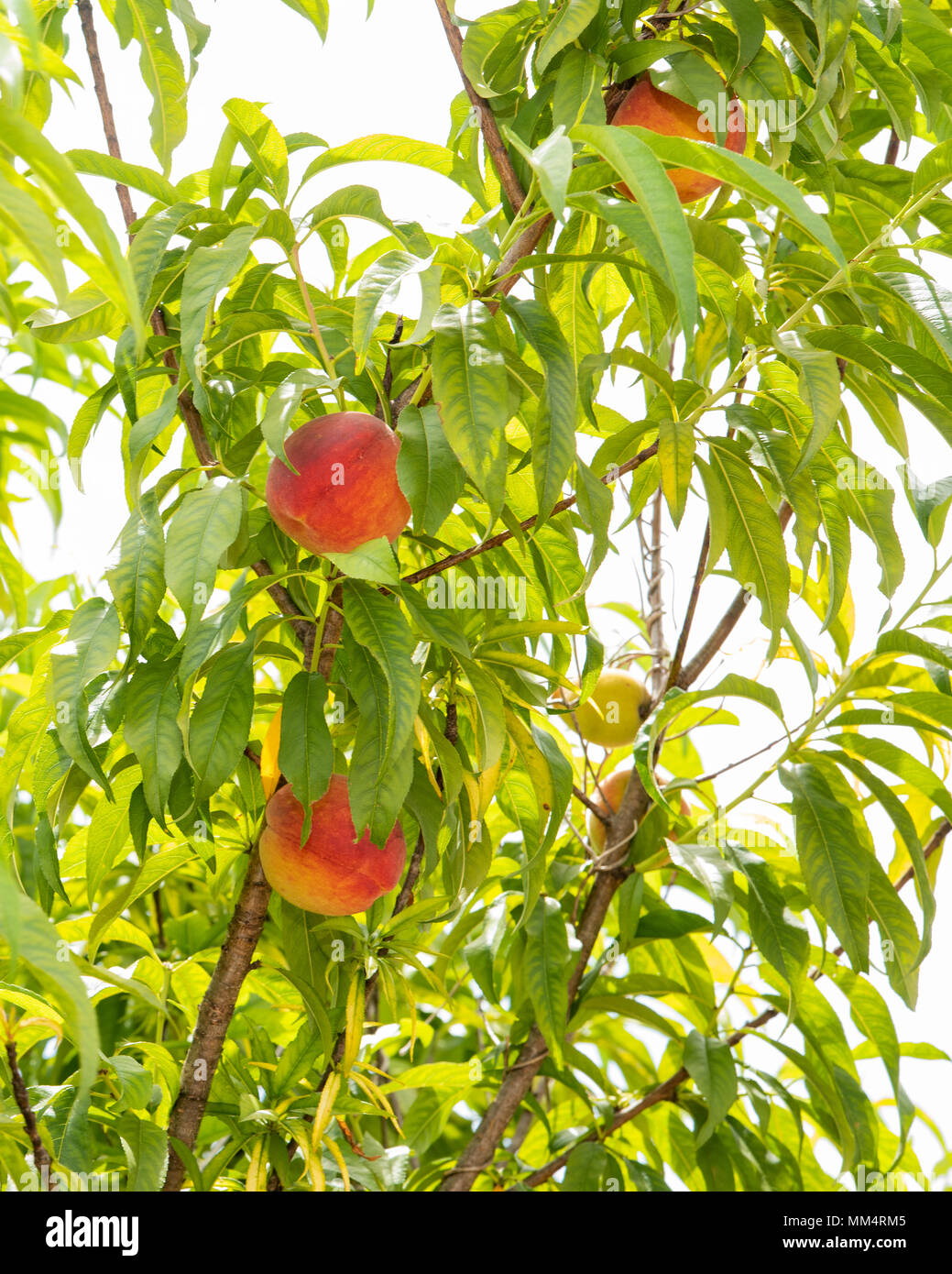 Pfirsiche Wachsen Baum Stockfotos und -bilder Kaufen - Alamy