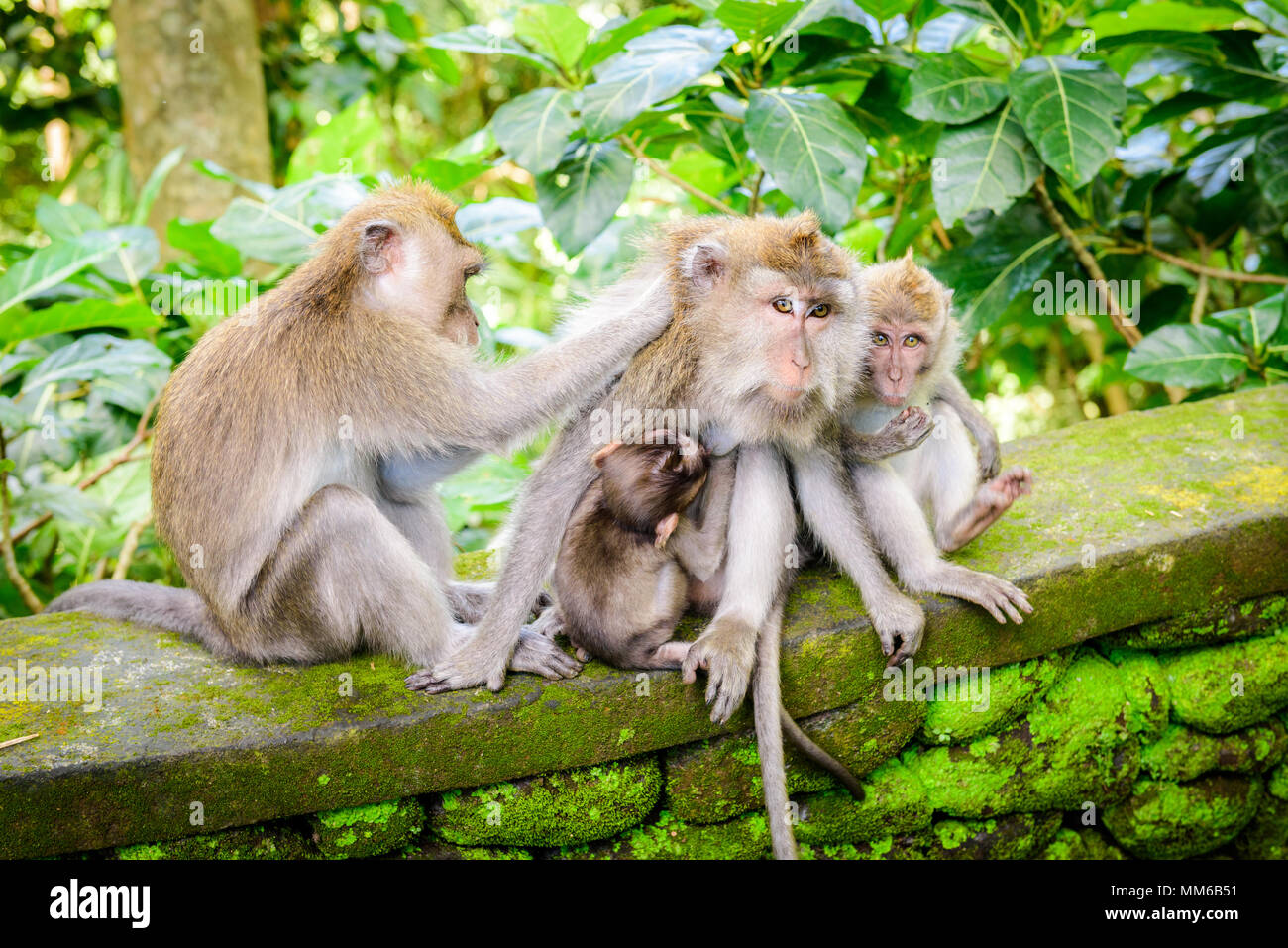 Three monkeys statue -Fotos und -Bildmaterial in hoher Auflösung – Alamy