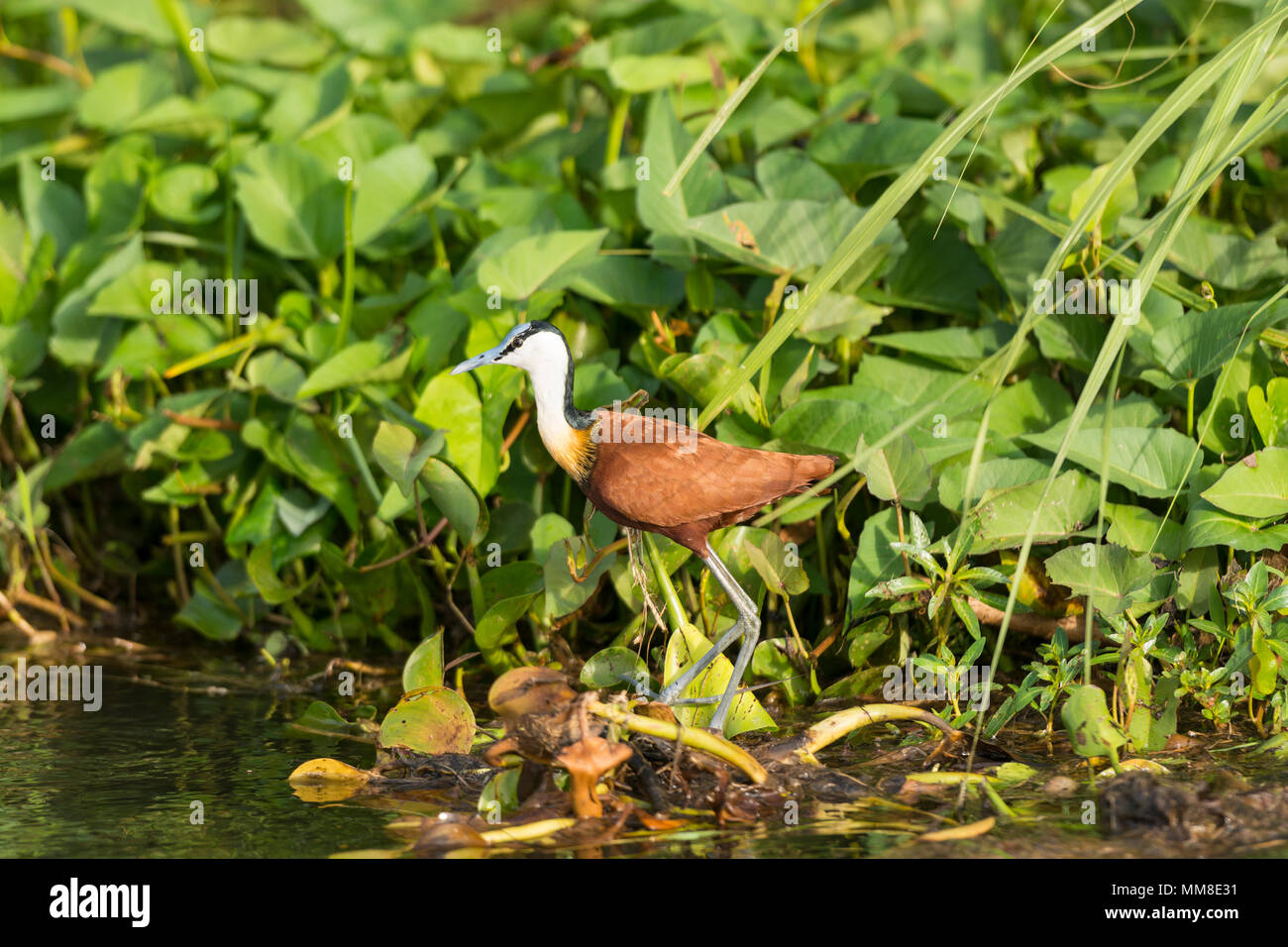 Victoria nile river -Fotos und -Bildmaterial in hoher Auflösung – Alamy