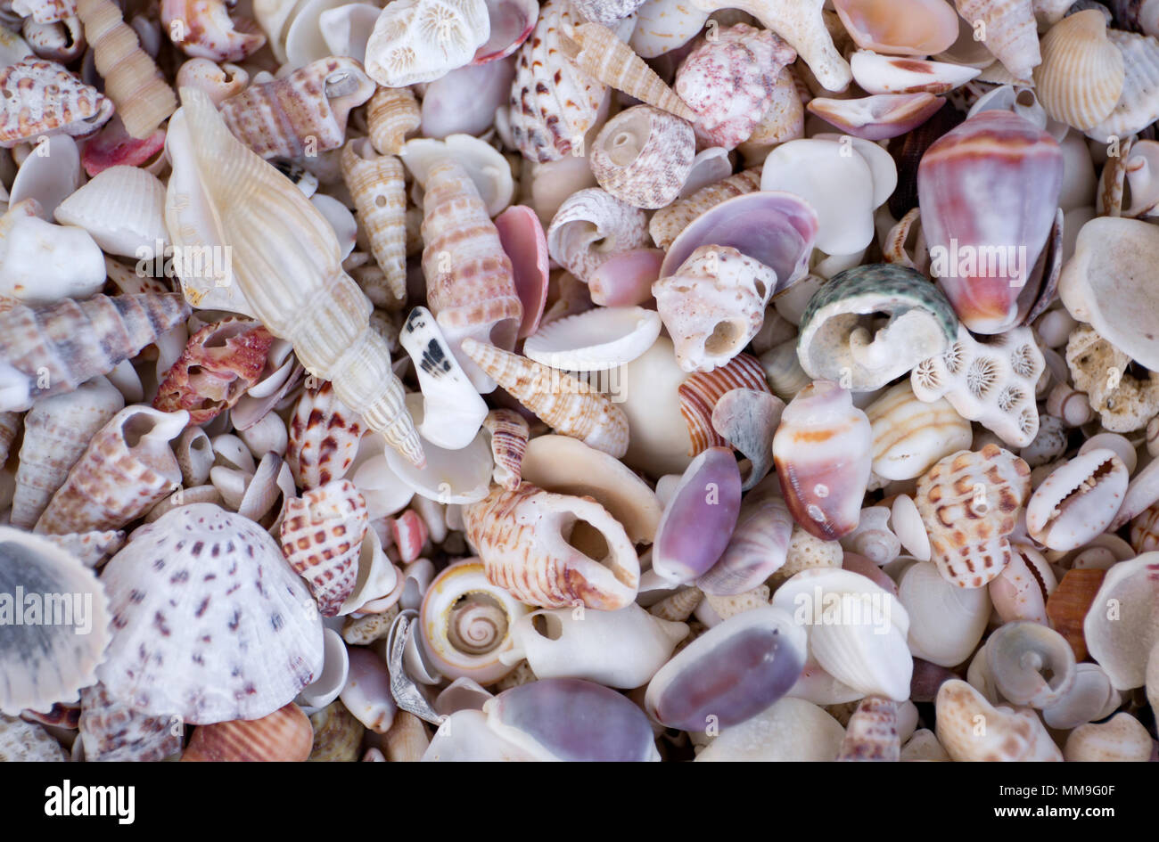 Sea shell texture -Fotos und -Bildmaterial in hoher Auflösung – Alamy
