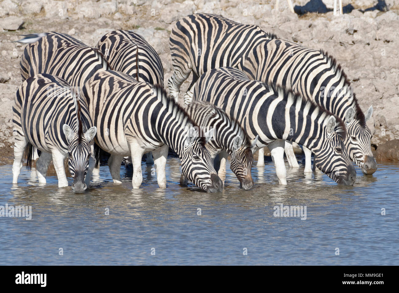 Viele Tiere In Wasser Stockfotos und -bilder Kaufen - Alamy
