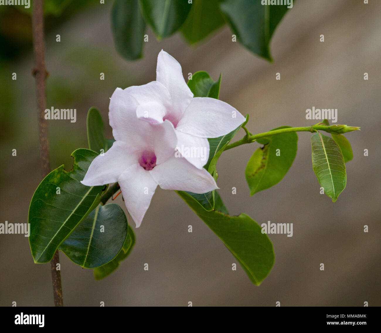 Weed Species Stockfotos und -bilder Kaufen - Alamy