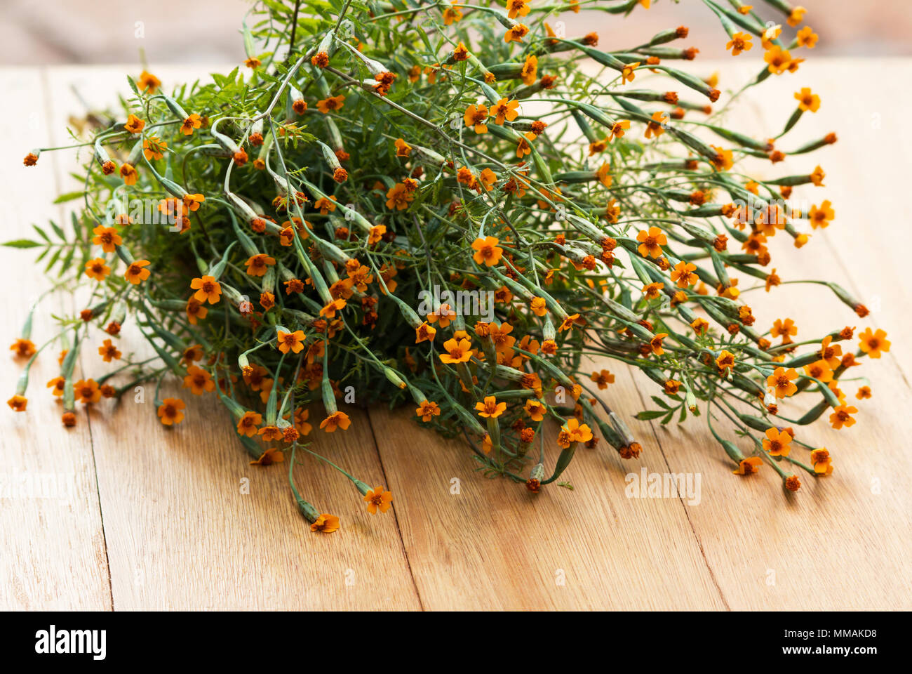 Signata pumila -Fotos und -Bildmaterial in hoher Auflösung – Alamy