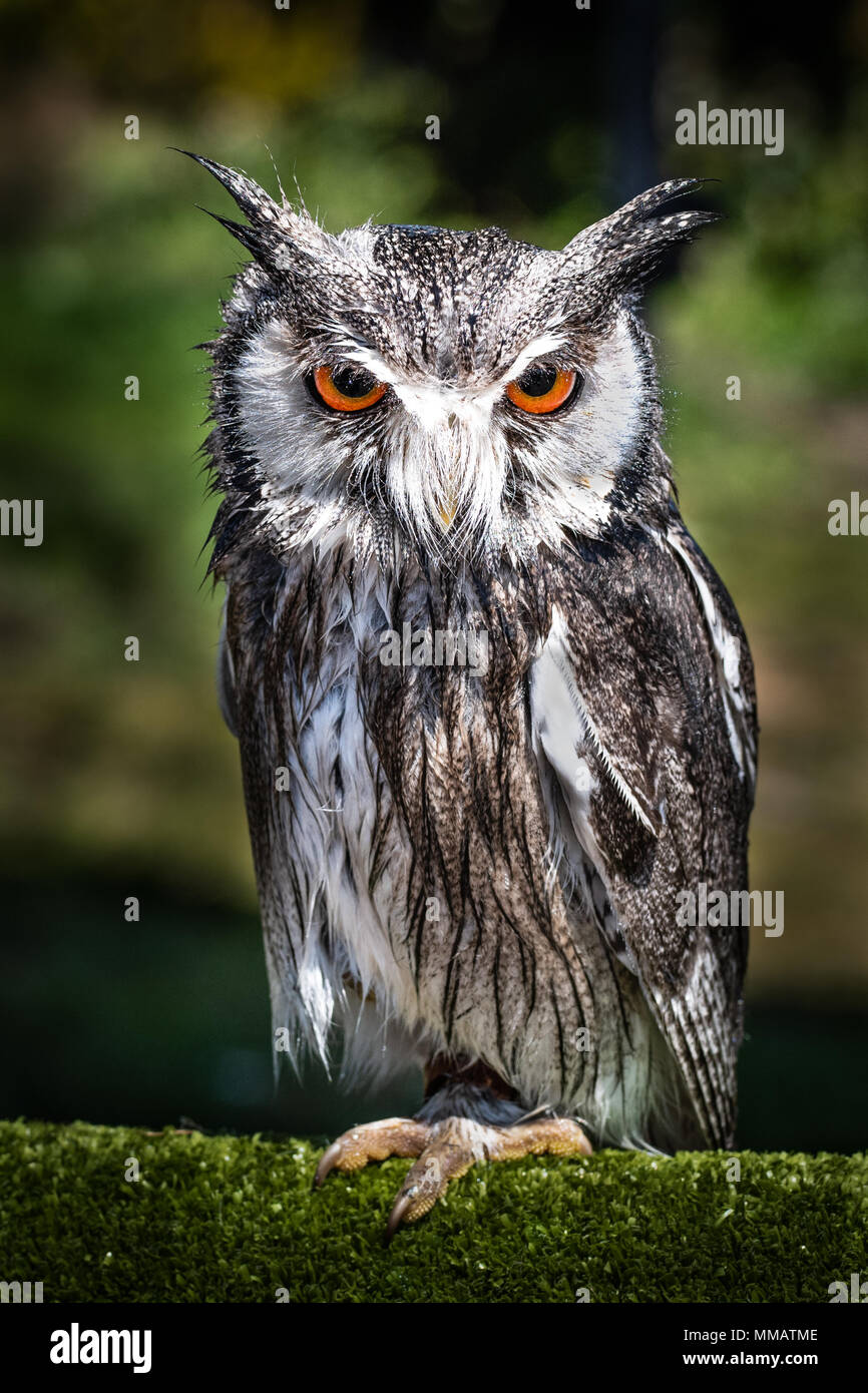 Nasse eule -Fotos und -Bildmaterial in hoher Auflösung – Alamy