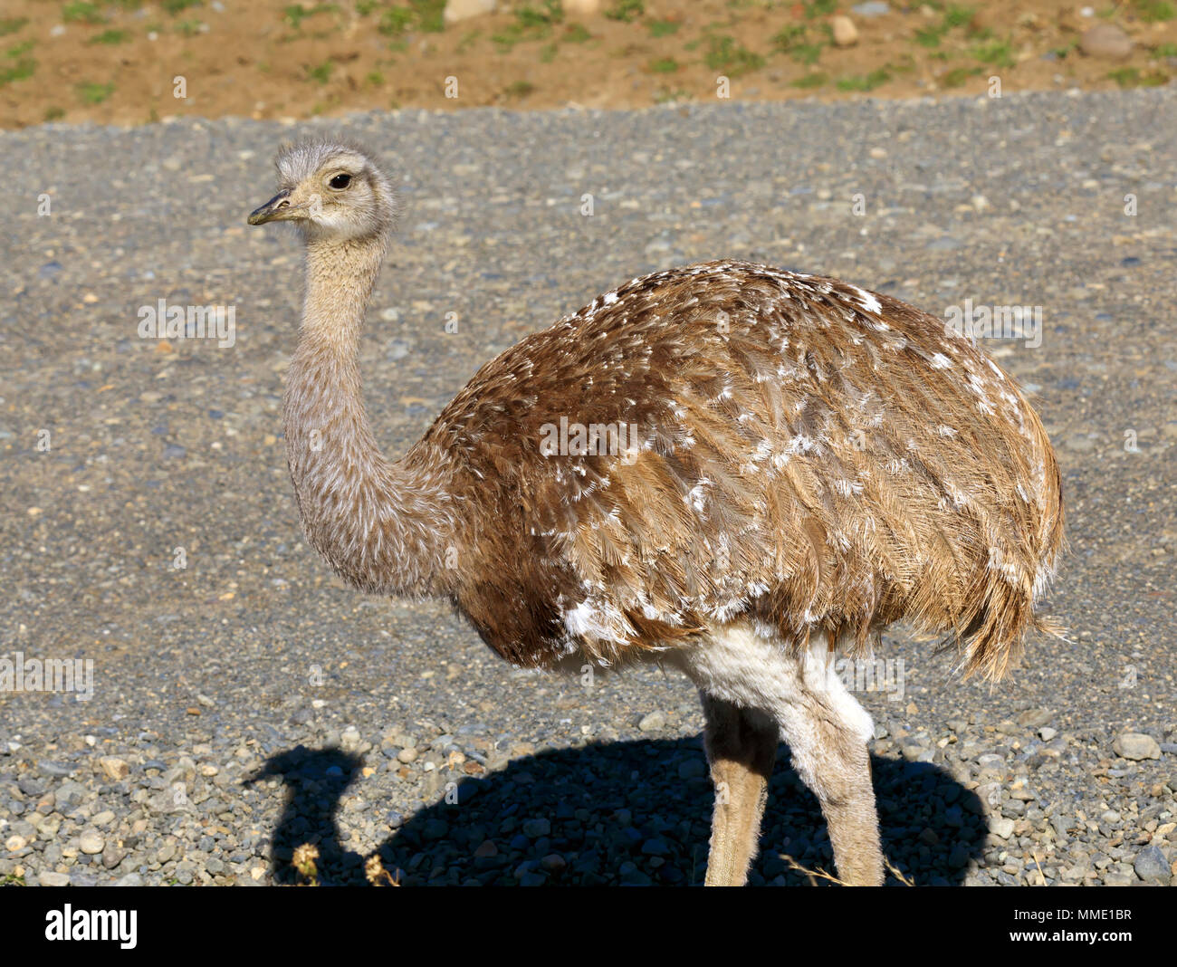 Rhea rhea patagonia chile torres del paine vogel -Fotos und ...