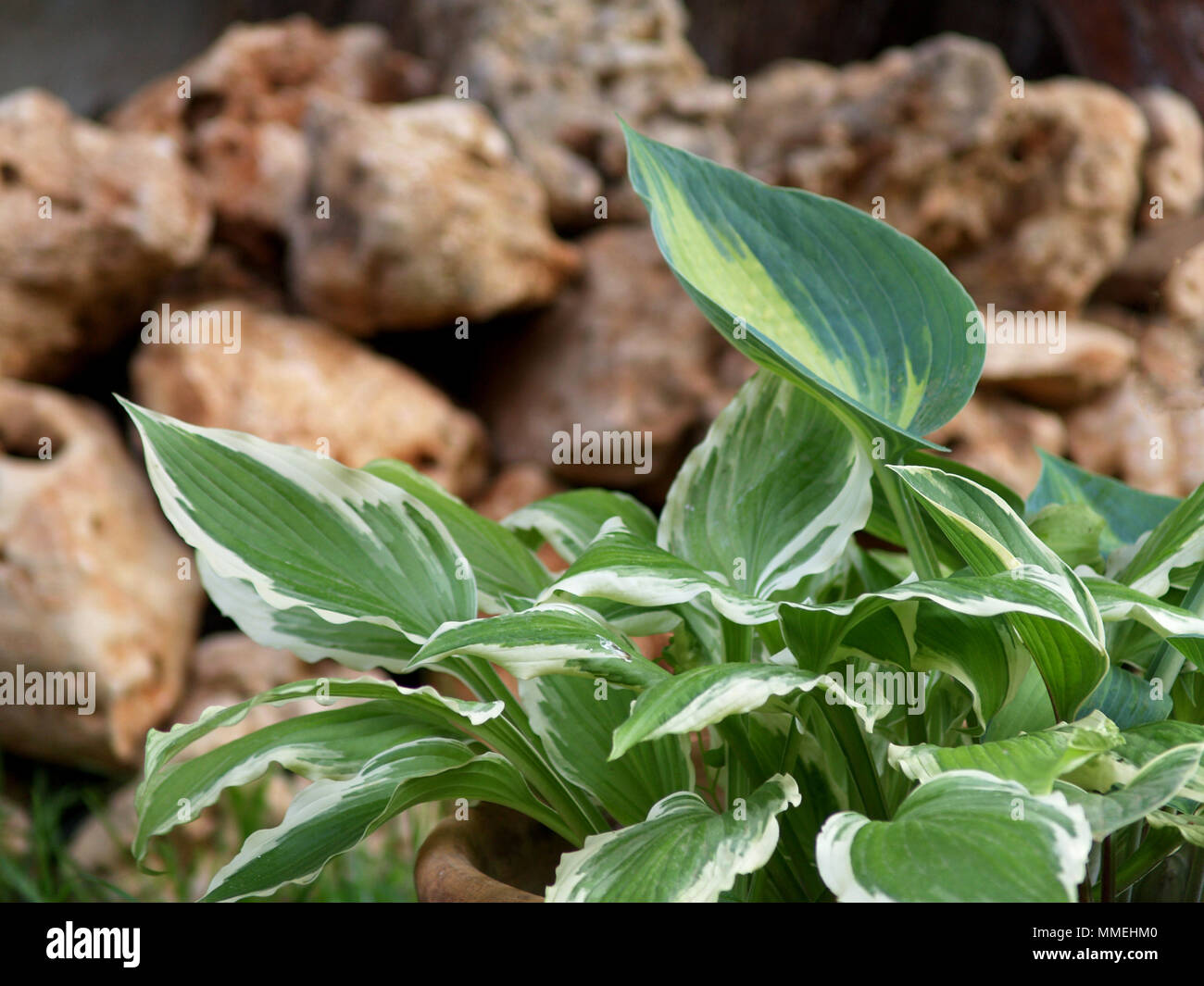 Hosta pflege -Fotos und -Bildmaterial in hoher Auflösung – Alamy