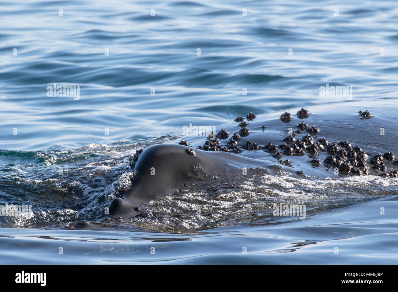 Seepocken auf wal -Fotos und -Bildmaterial in hoher Auflösung – Alamy