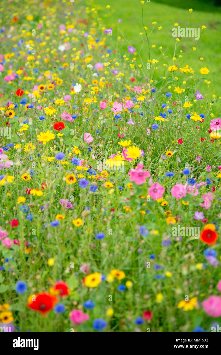 Wilde blumenwiese wales -Fotos und -Bildmaterial in hoher Auflösung – Alamy