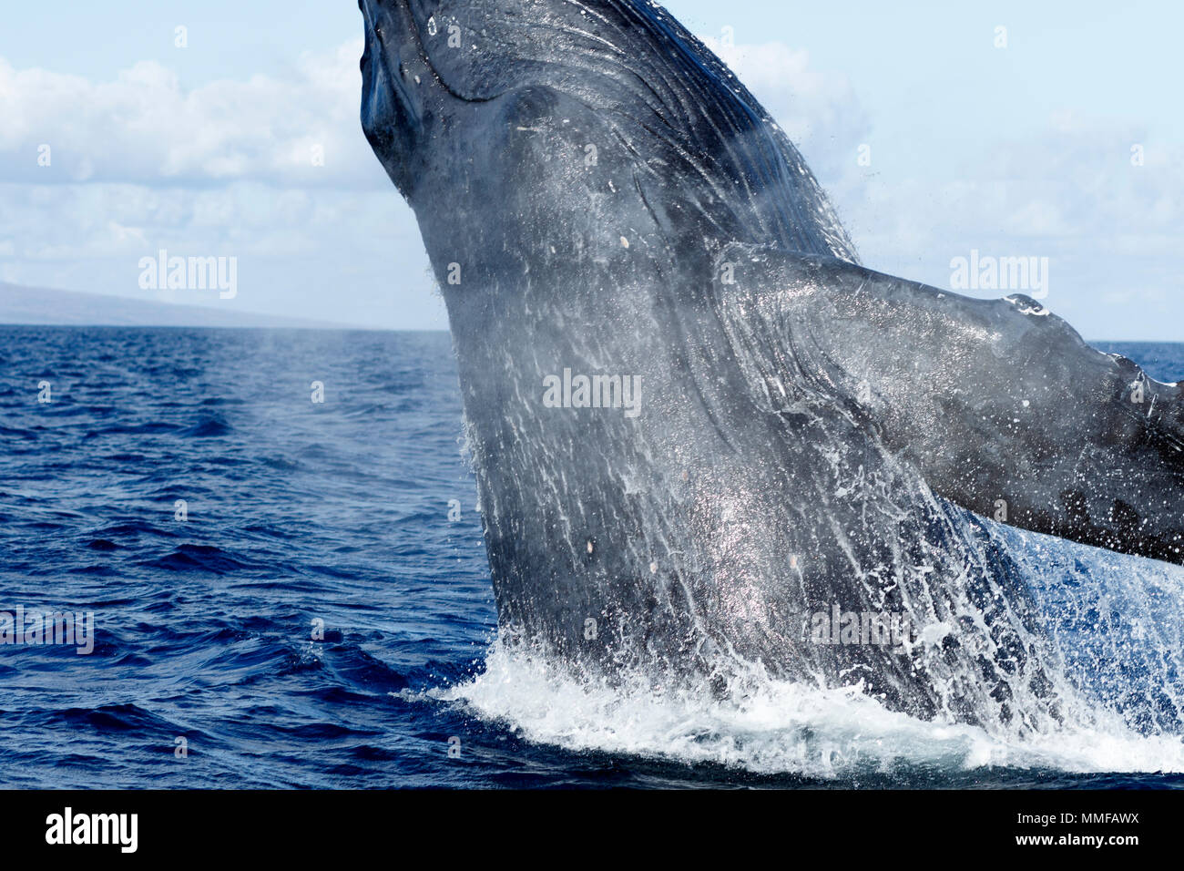 Buckelwal in Lahaina, Maui, Hawaii zu verletzen. Winter Stockfotografie ...