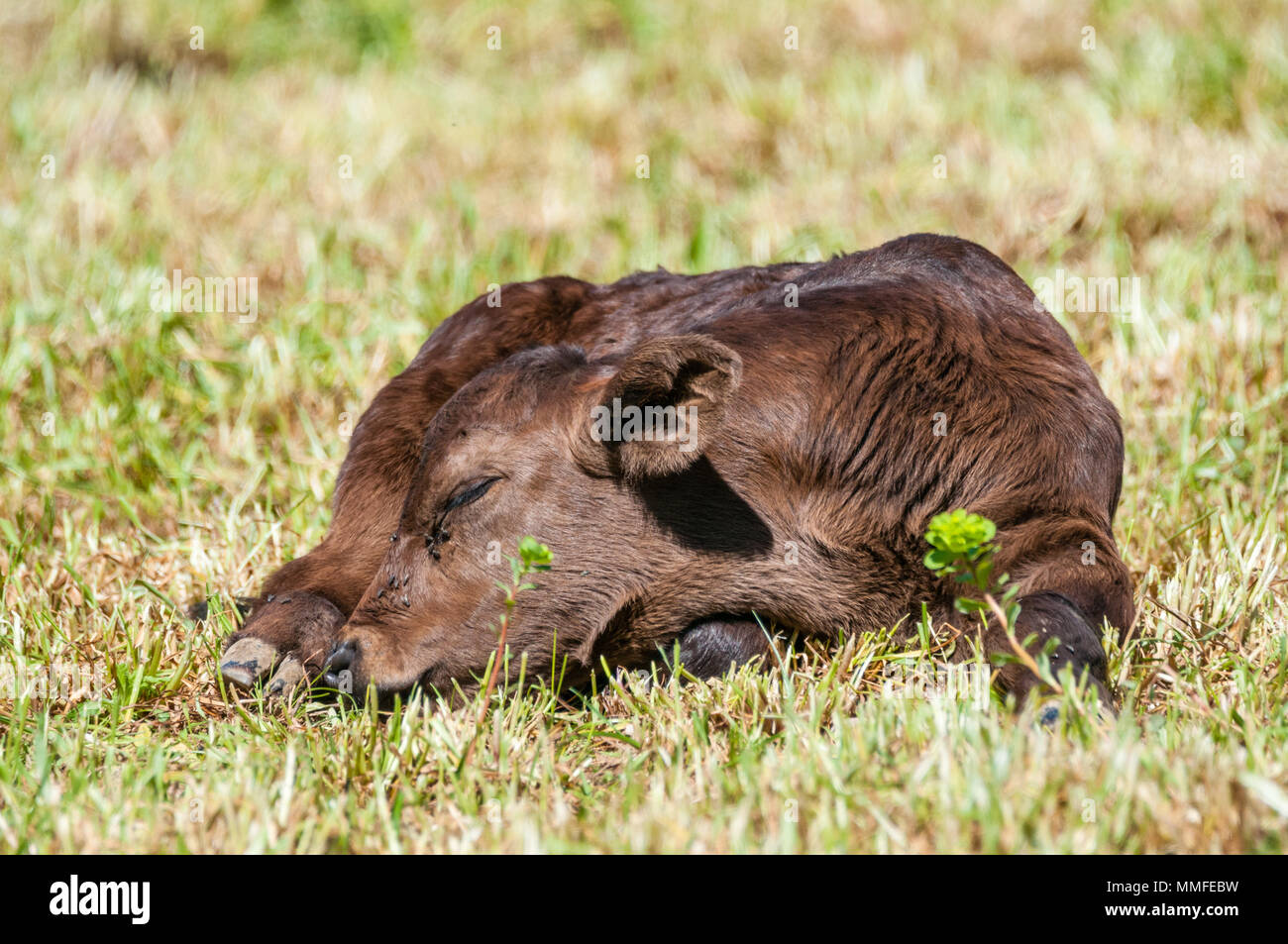 Süße kühe -Fotos und -Bildmaterial in hoher Auflösung – Alamy