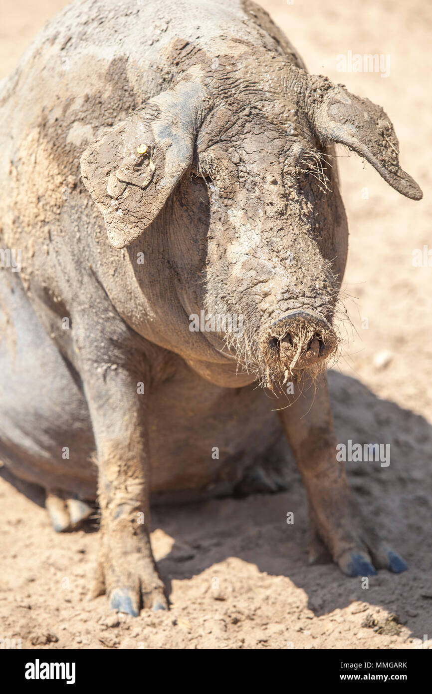Schwein schlamm im freien bauernhof vieh schlammig -Fotos und ...