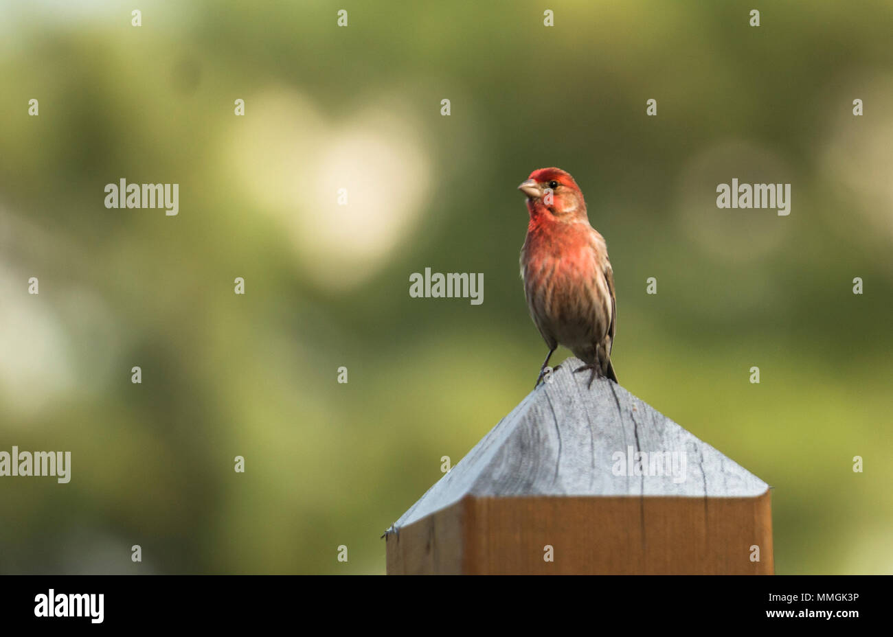 Fink symbol -Fotos und -Bildmaterial in hoher Auflösung – Alamy