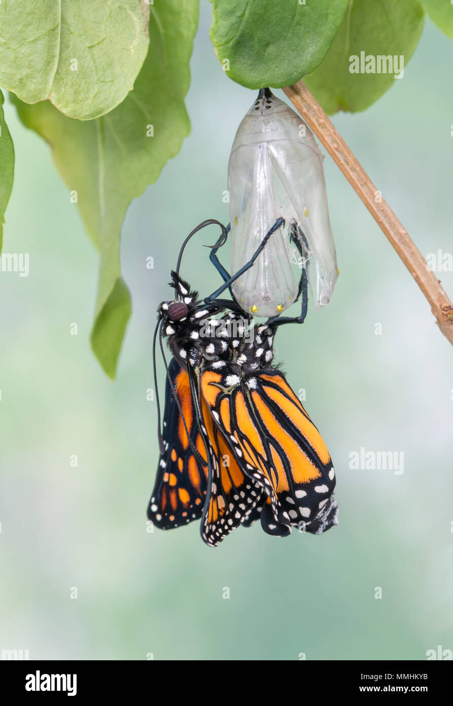 Monarch butterfly hatching cocoon -Fotos und -Bildmaterial in hoher ...