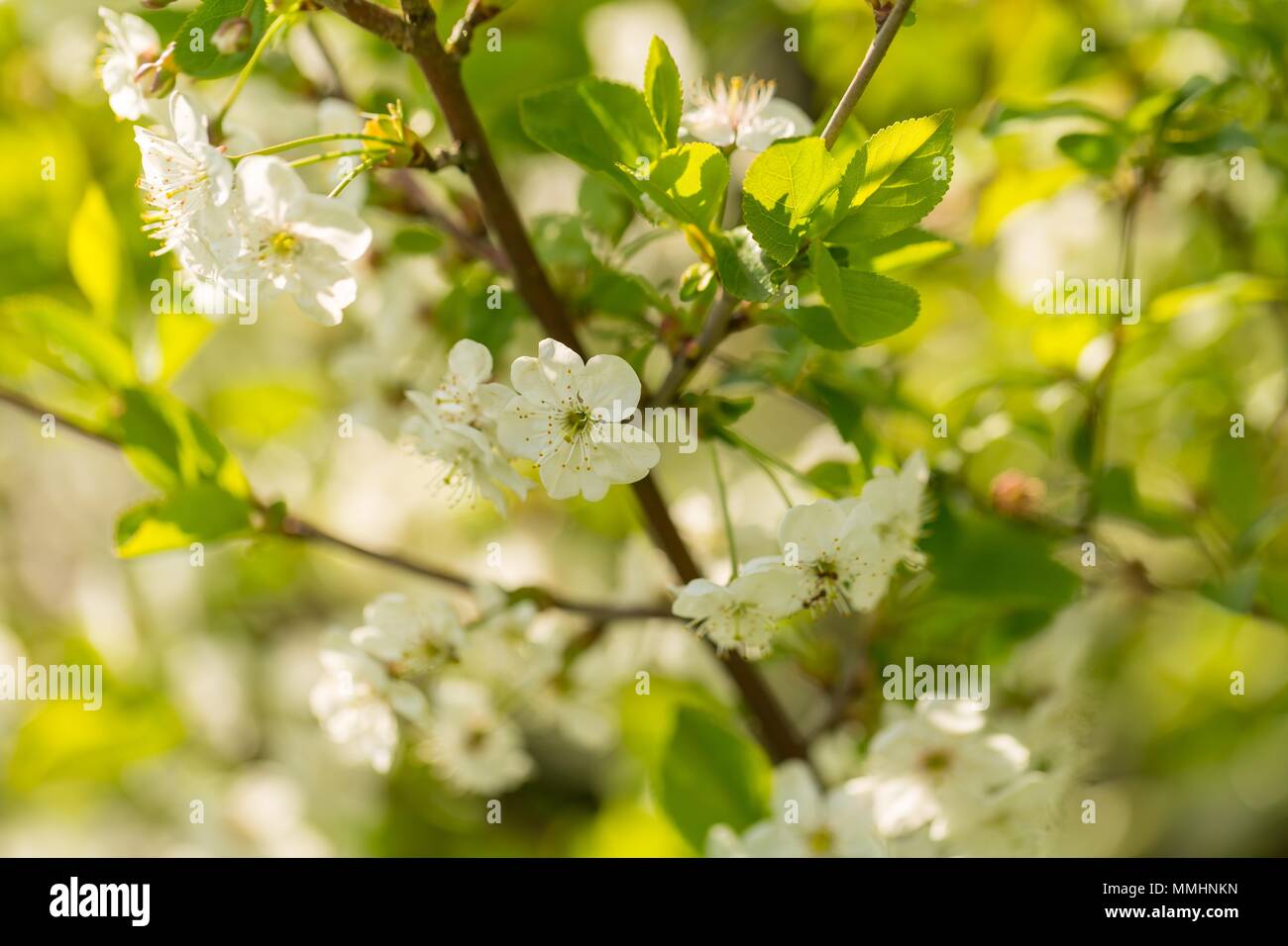 Blühende Zweige der Kirschbaum oder gean Baum. Nahaufnahme der Blüte ...