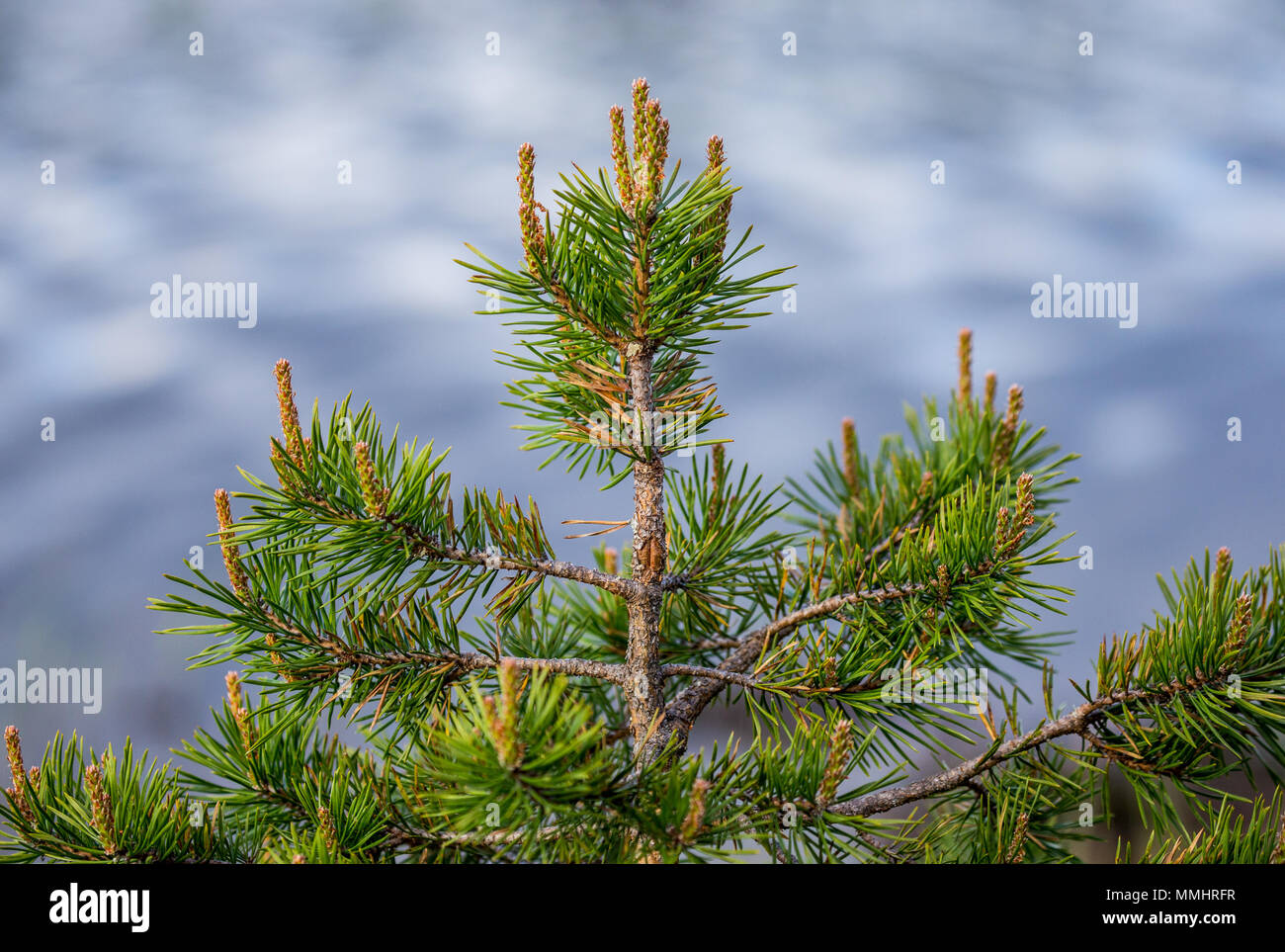 Sommer finnland -Fotos und -Bildmaterial in hoher Auflösung – Alamy