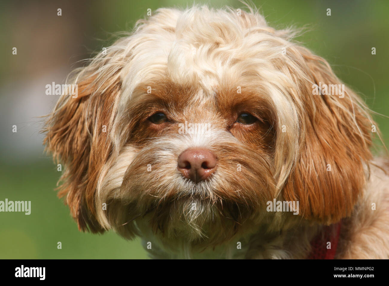 Pudelmix welpen creme -Fotos und -Bildmaterial in hoher Auflösung – Alamy