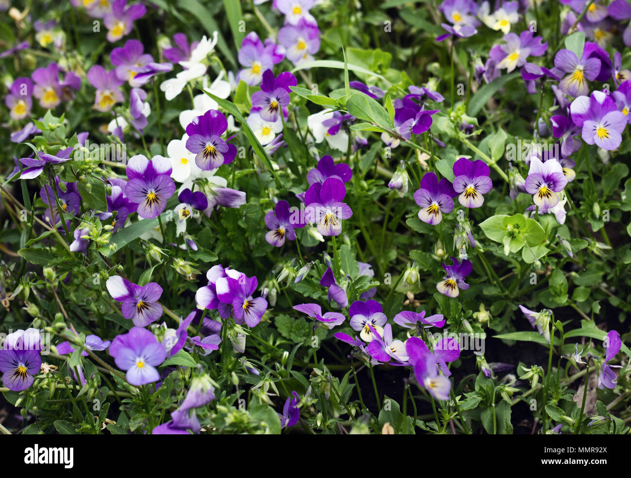 Blumen mit einem sommerkuss -Fotos und -Bildmaterial in hoher Auflösung ...