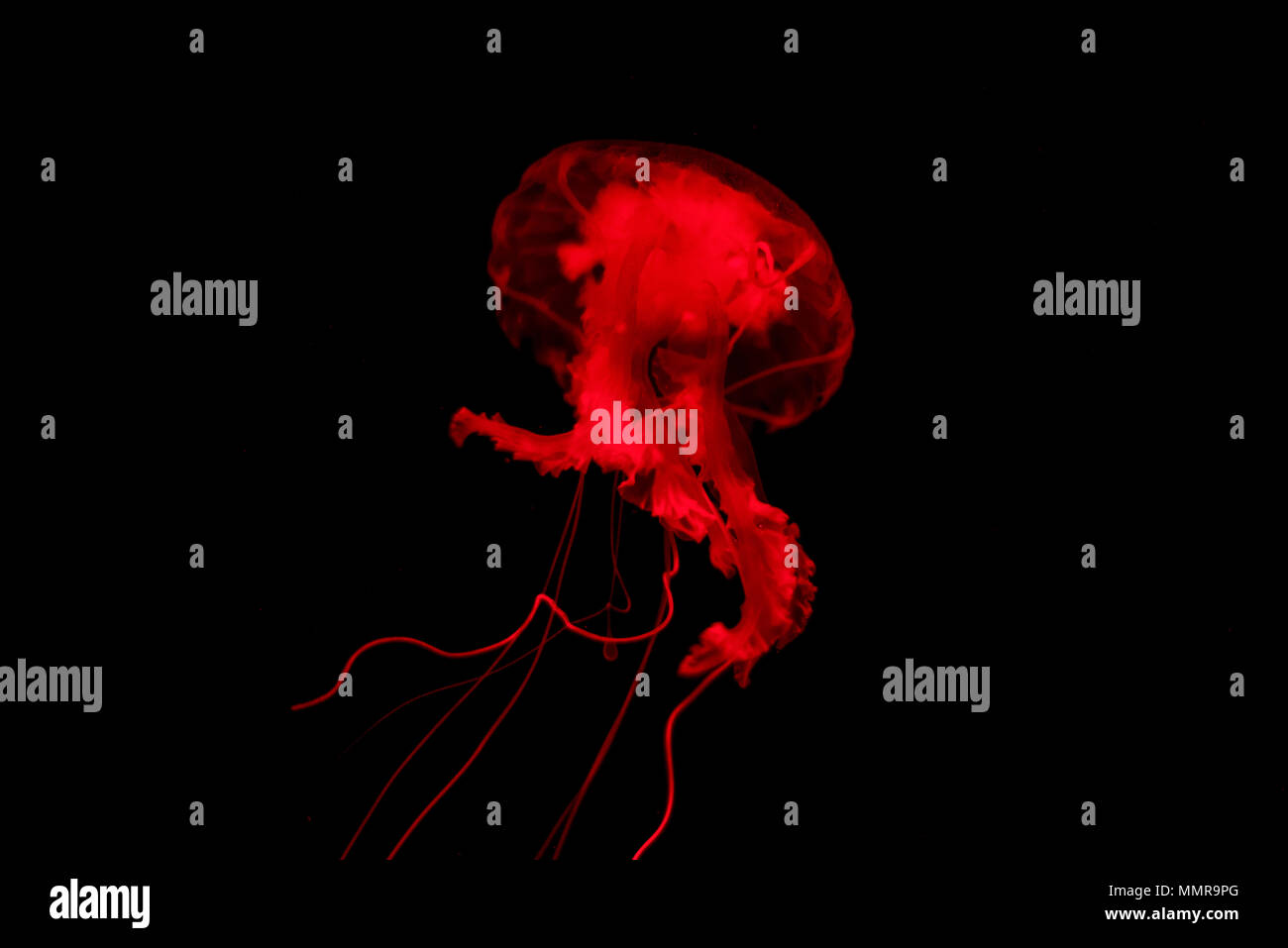 Rote Qualle Stockfotos und -bilder Kaufen - Alamy