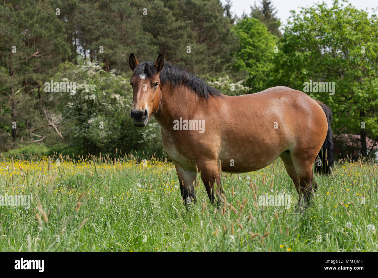Zugpferd stehend Stockfotos und -bilder Kaufen - Alamy
