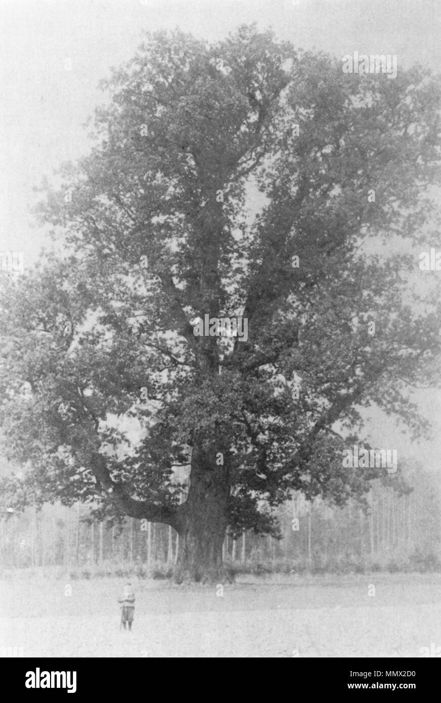 Dicke Eiche Fotos Und Bildmaterial In Hoher Aufl sung Alamy dicke-eiche-fotos-und-bildmaterial-in-hoher-aufl-sung-alamy
