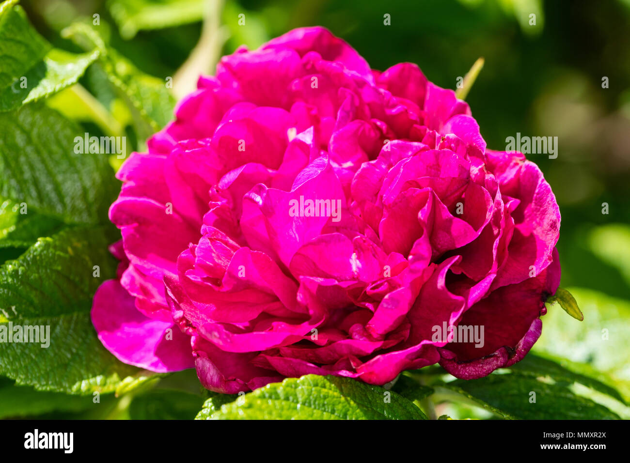 Invasive rose -Fotos und -Bildmaterial in hoher Auflösung – Alamy