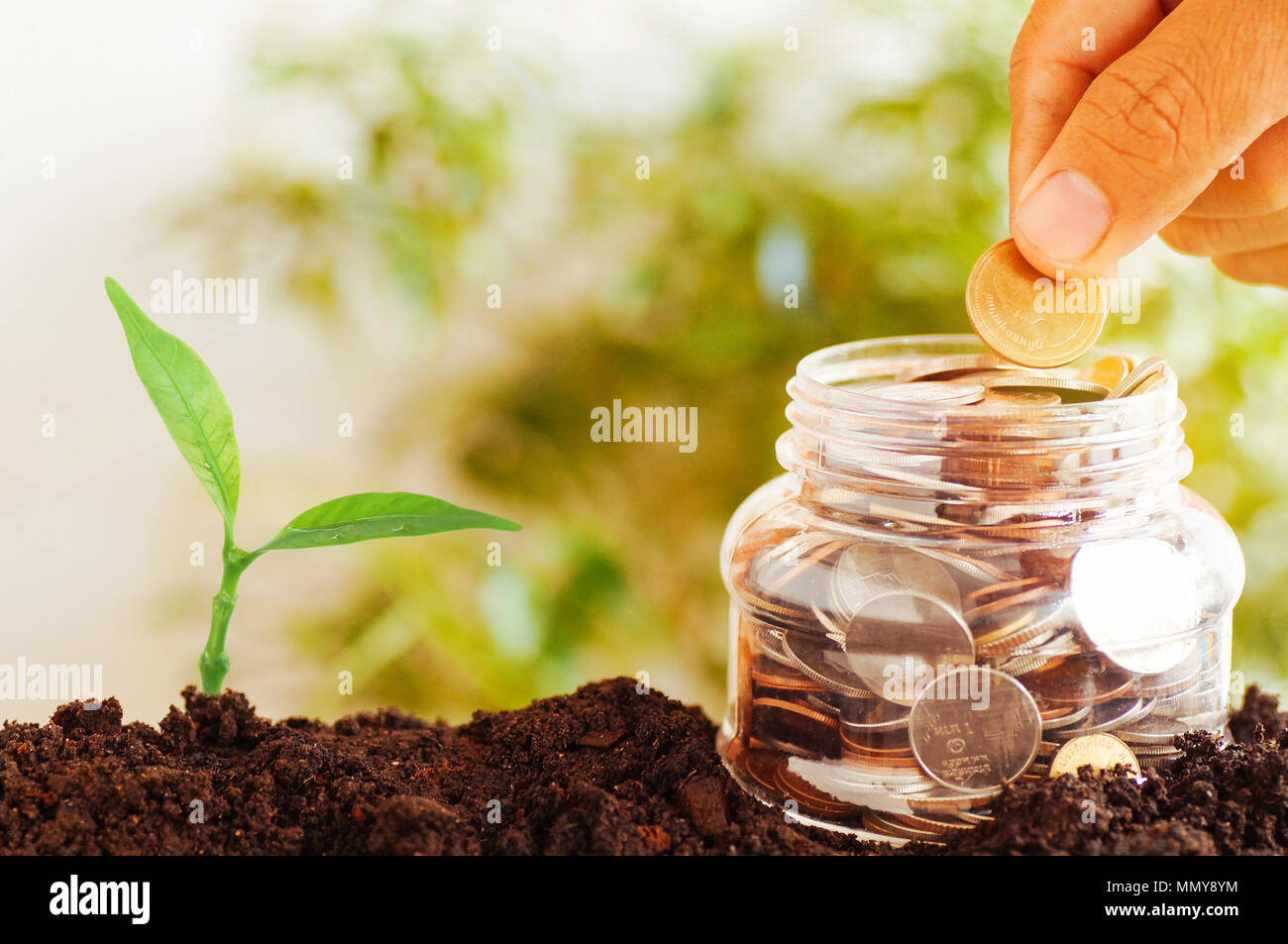 Münzen im baum stecken -Fotos und -Bildmaterial in hoher Auflösung – Alamy