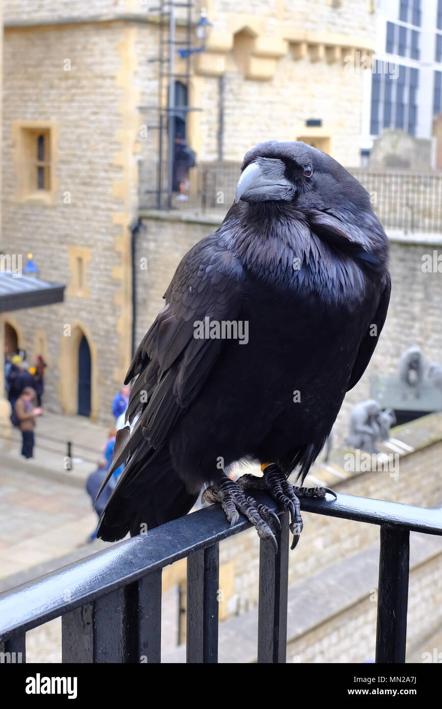 Tower of london raven -Fotos und -Bildmaterial in hoher Auflösung – Alamy
