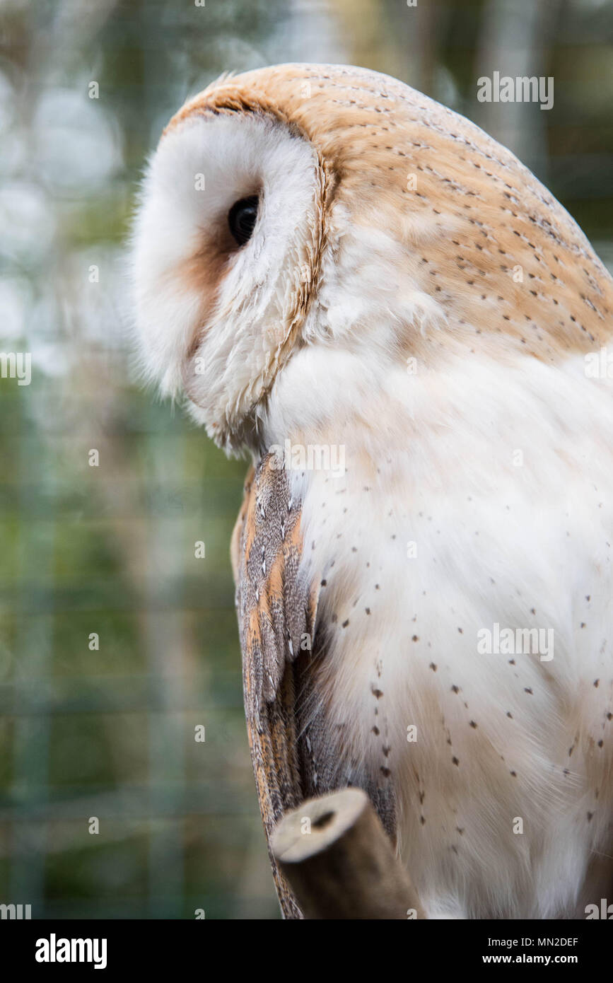 Eine gemeinsame Schleiereule sitzen auf einem Ast Stockfotografie - Alamy